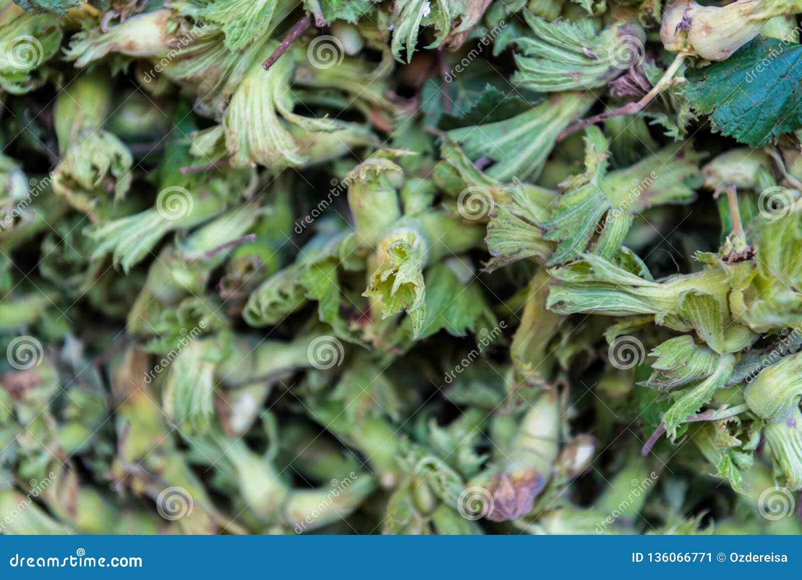 Green Hazelnuts in Shell with Leaf Stock Image - Image of healthy ...