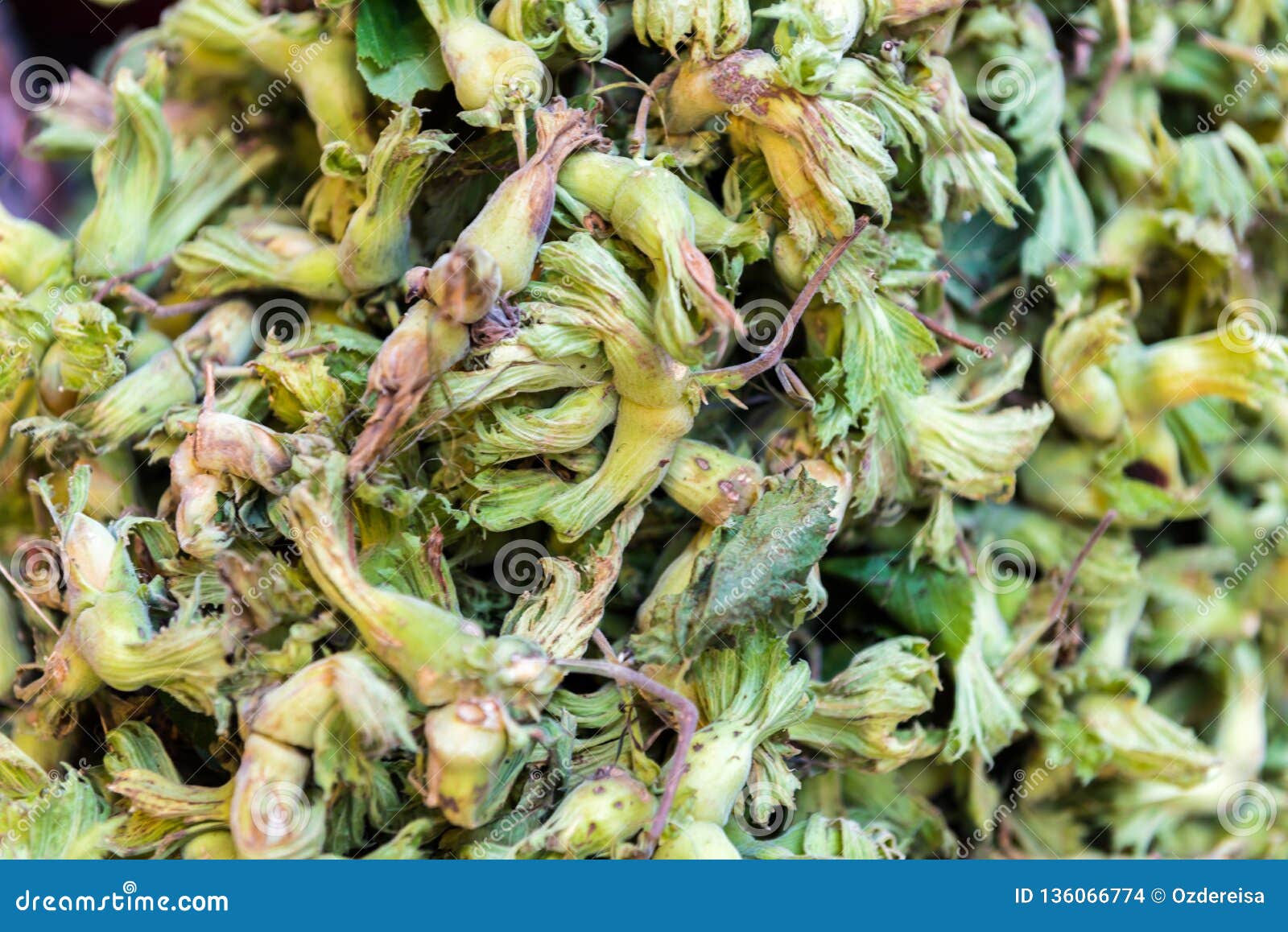 Green Hazelnuts in Shell with Leaf Stock Photo - Image of health, fresh ...