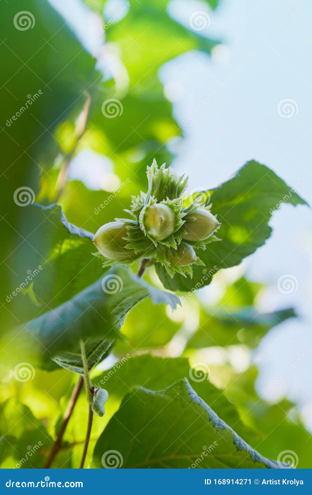 Green Hazelnuts on the Tree Stock Image - Image of gardening, growth ...