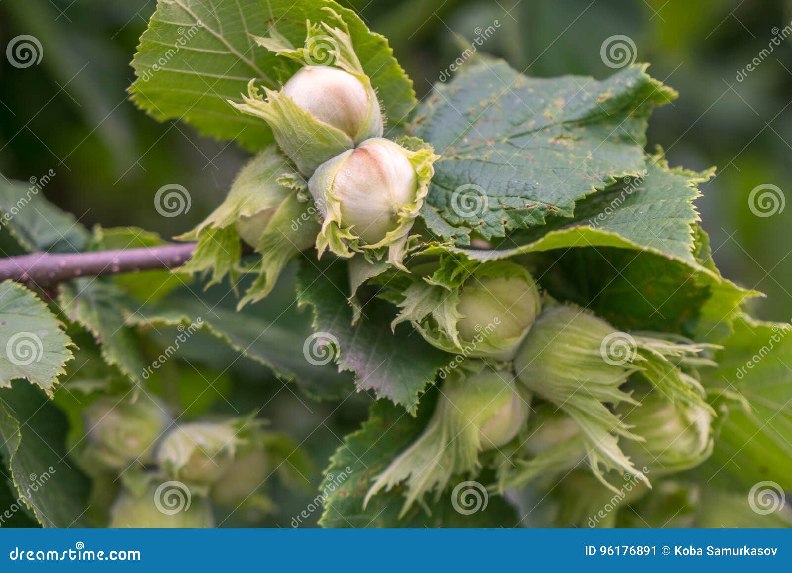 Green Hazelnuts and Tree Leafs in Summer Garden Stock Image - Image of ...