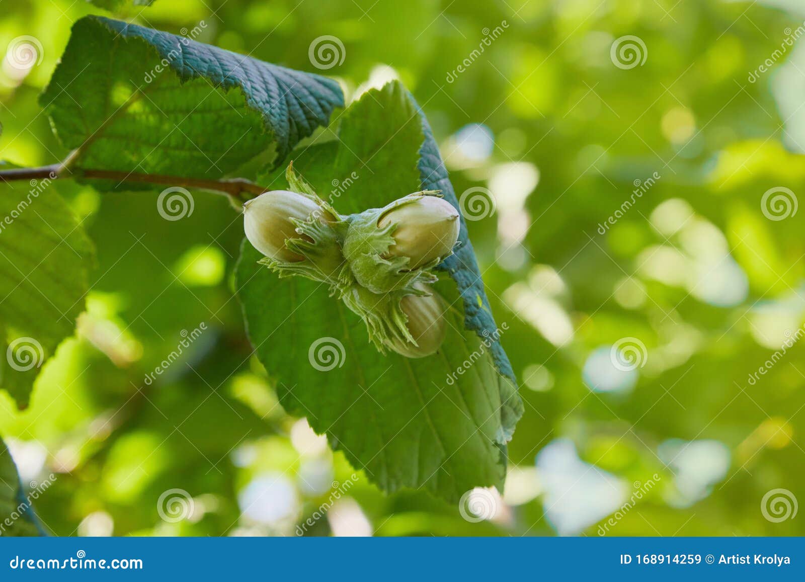 Green Hazelnuts on the Tree Stock Image - Image of corylus, agriculture ...