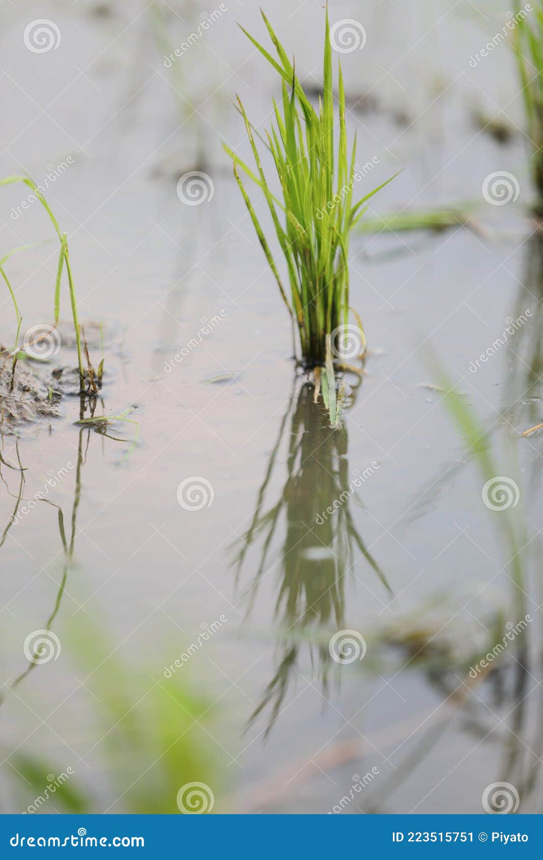 Green Head Rice Plant Wheat on Water Stock Image - Image of grains ...