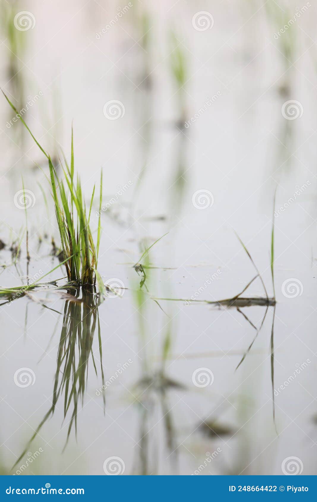 Green Head Rice Plant Wheat on Water Stock Photo - Image of closeup ...