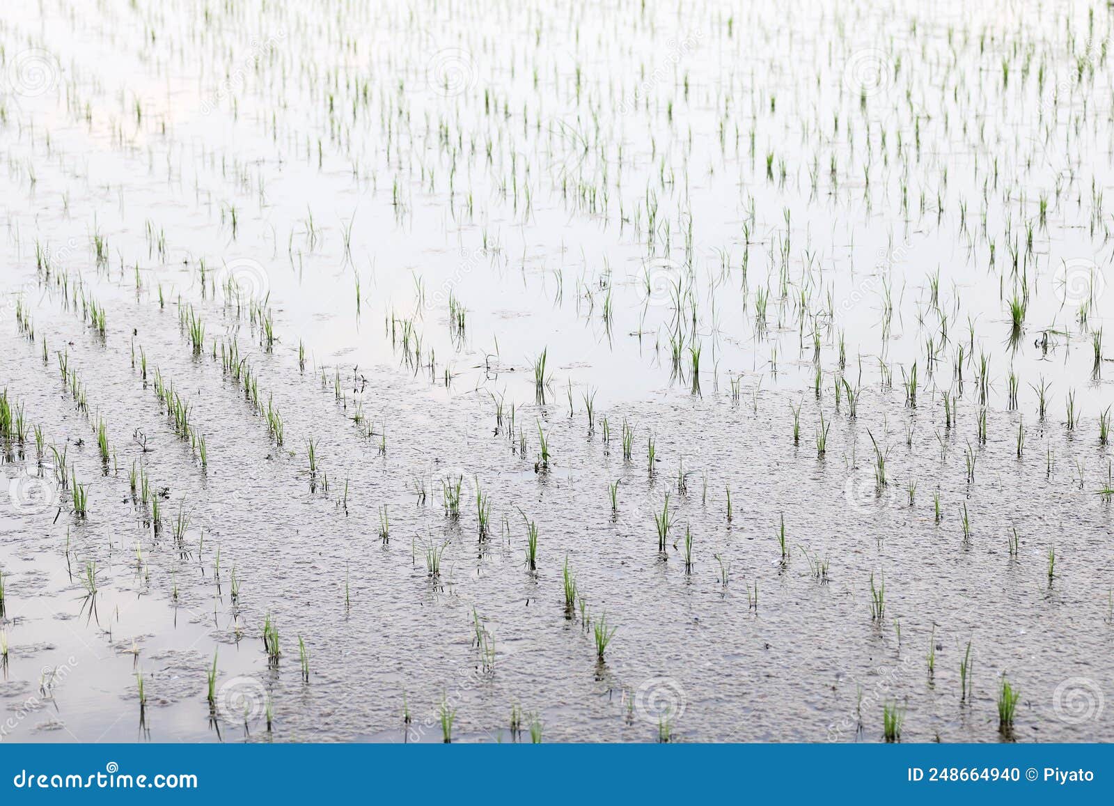 Green Head Rice Plant Wheat on Water Stock Photo - Image of natural ...
