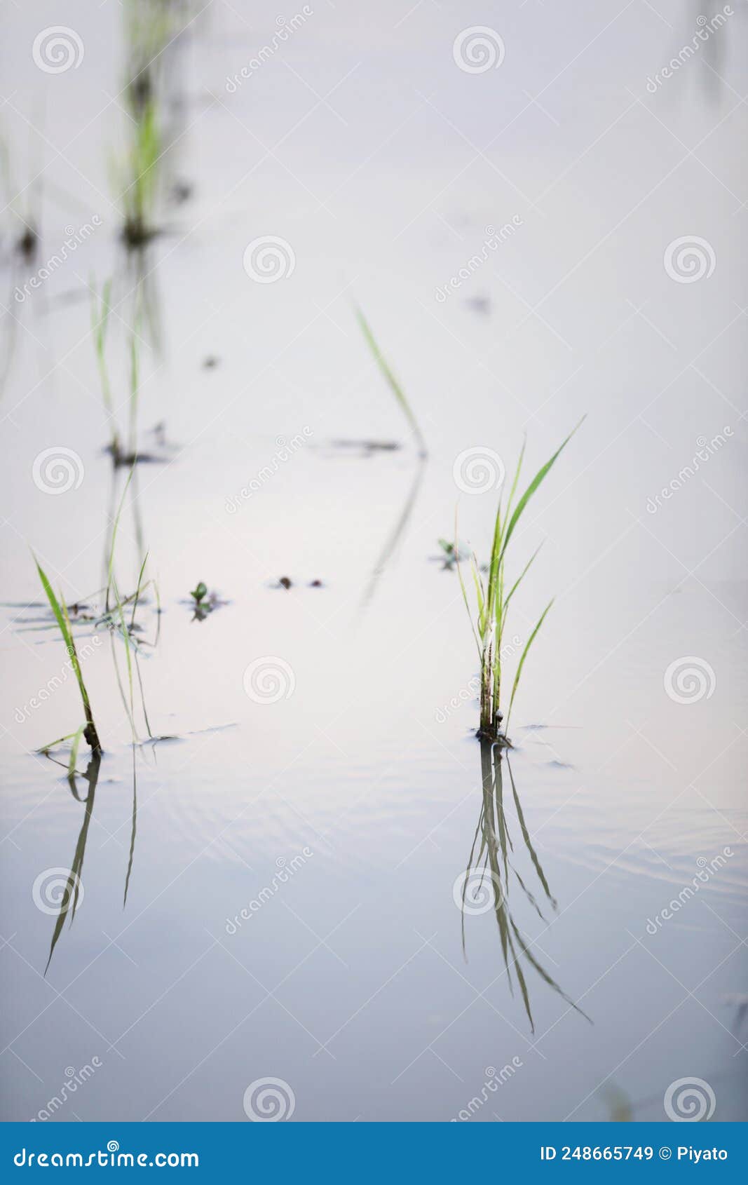 Green Head Rice Plant Wheat on Water Stock Image - Image of grains ...