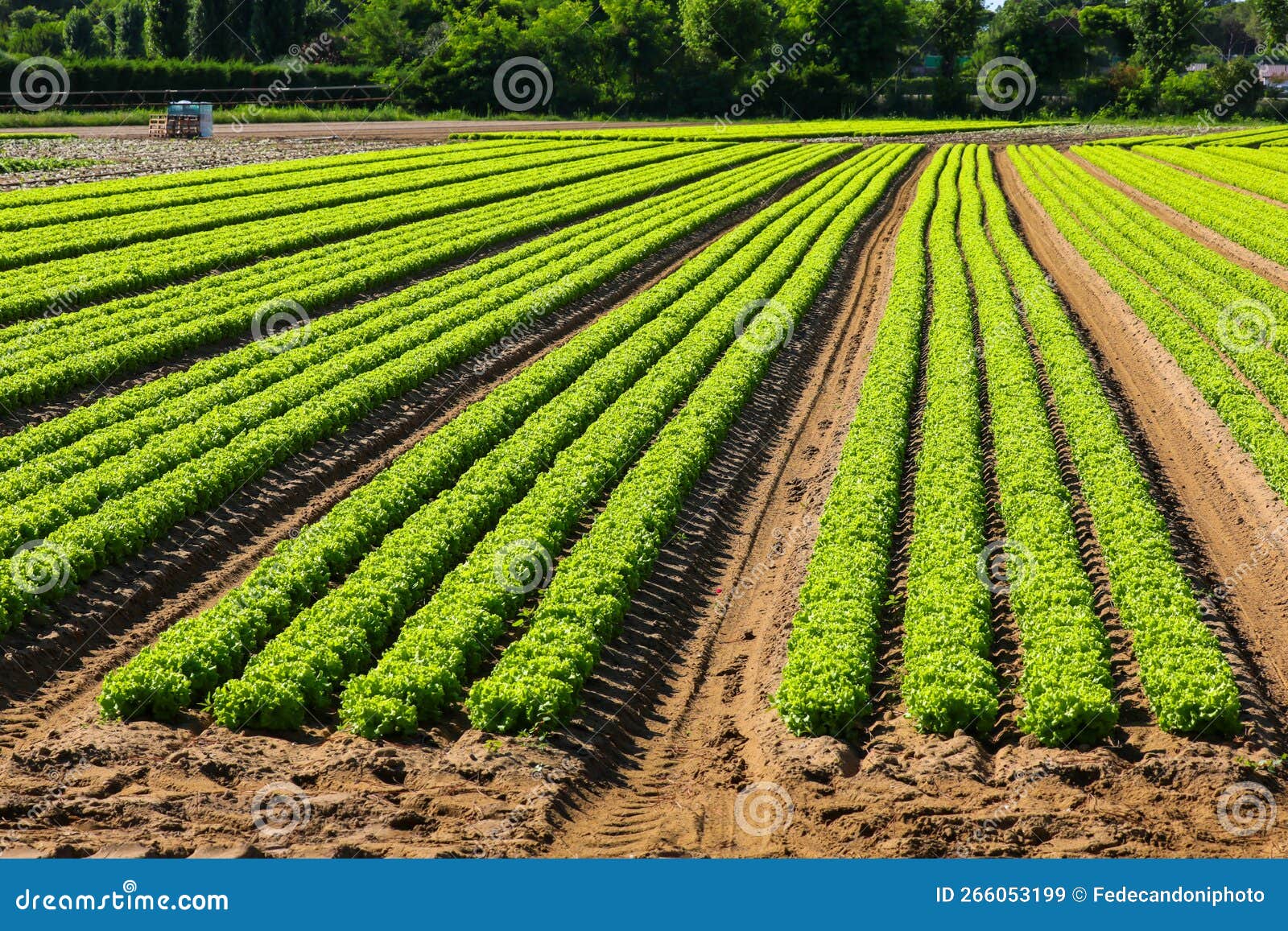 Green Heads of Lettuce in the Field with Sandy Soil Stock Image - Image ...