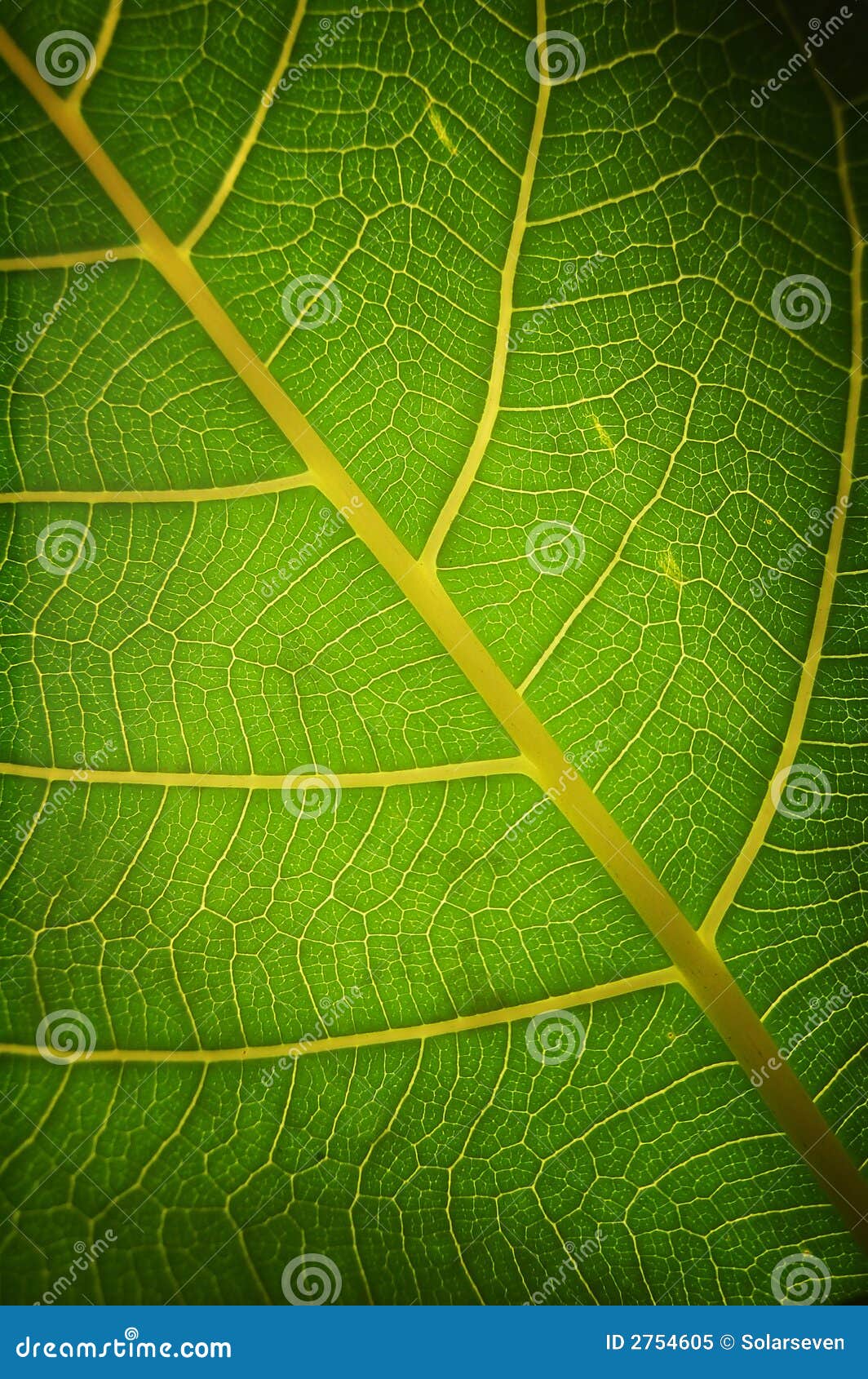 Green Healthy Leaf stock image. Image of life, color, exotic - 2754605