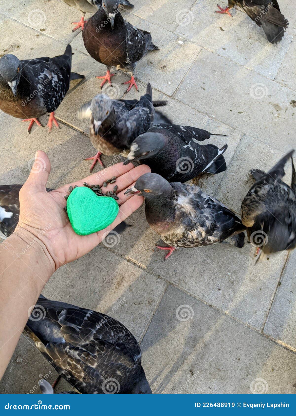 Green Heart in Hand and City Doves Stock Image - Image of bird, hand ...
