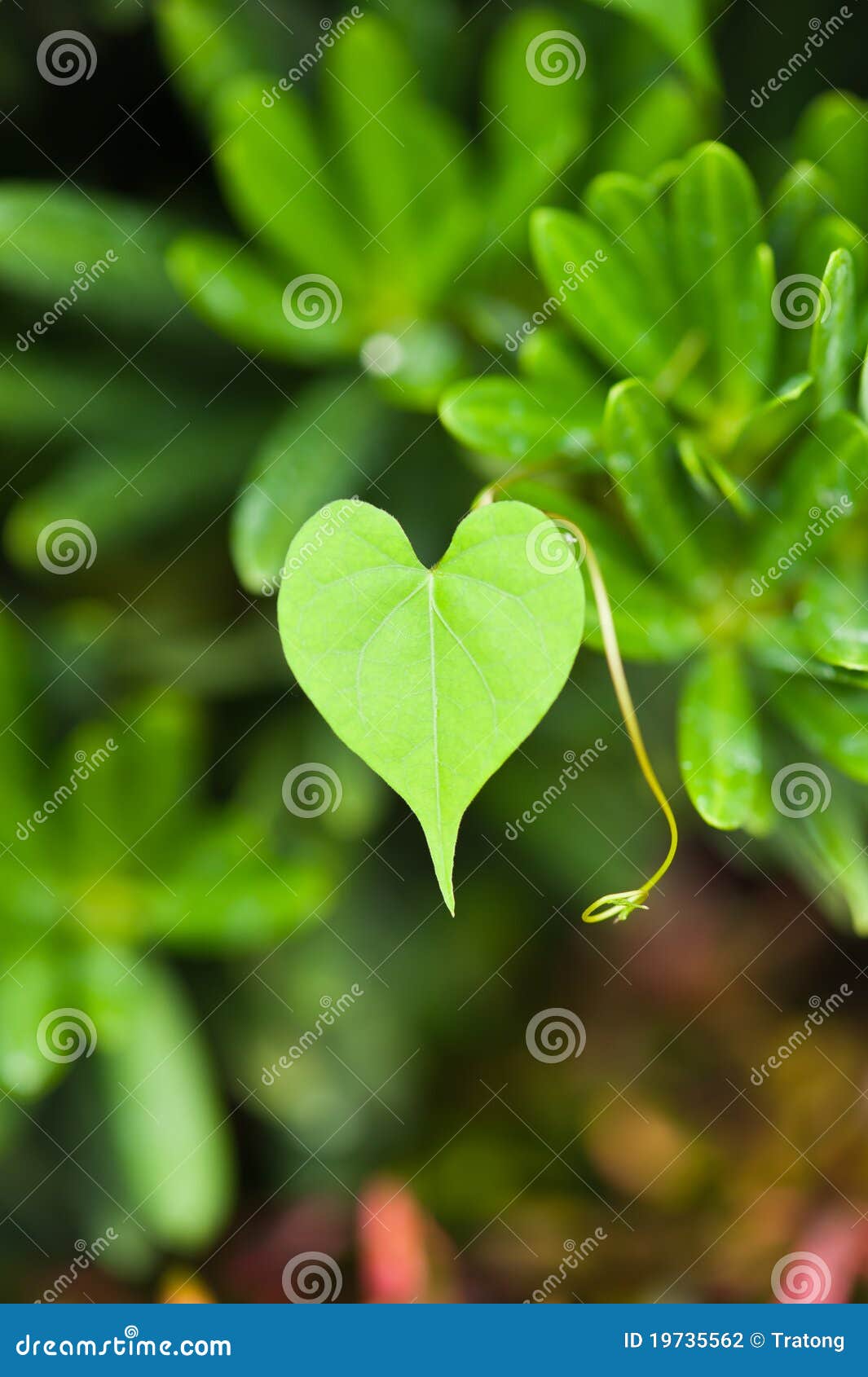 Green Heart Leaf stock photo. Image of grow, plant, care - 19735562