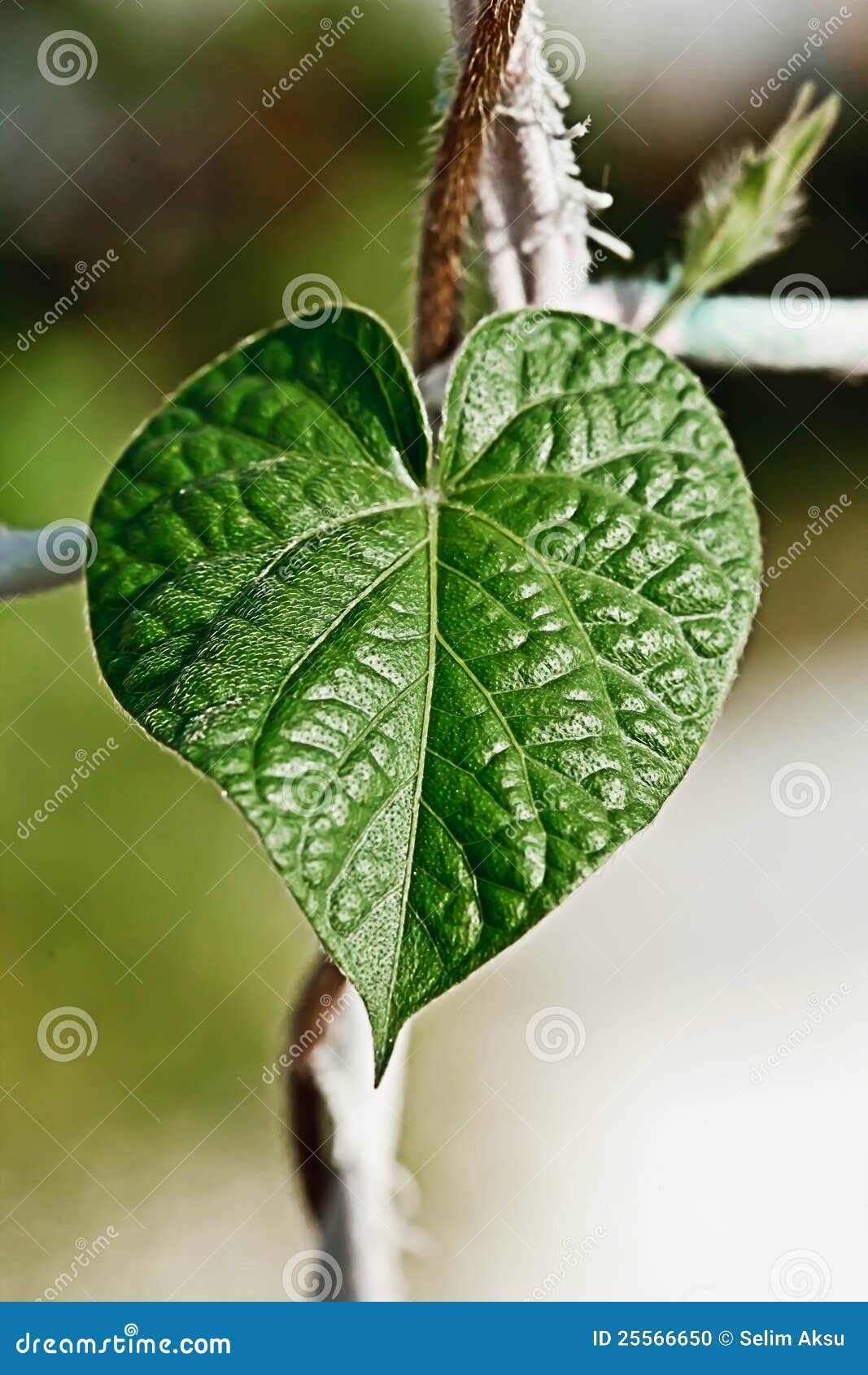 Green heart leaf stock photo. Image of natural, future - 25566650
