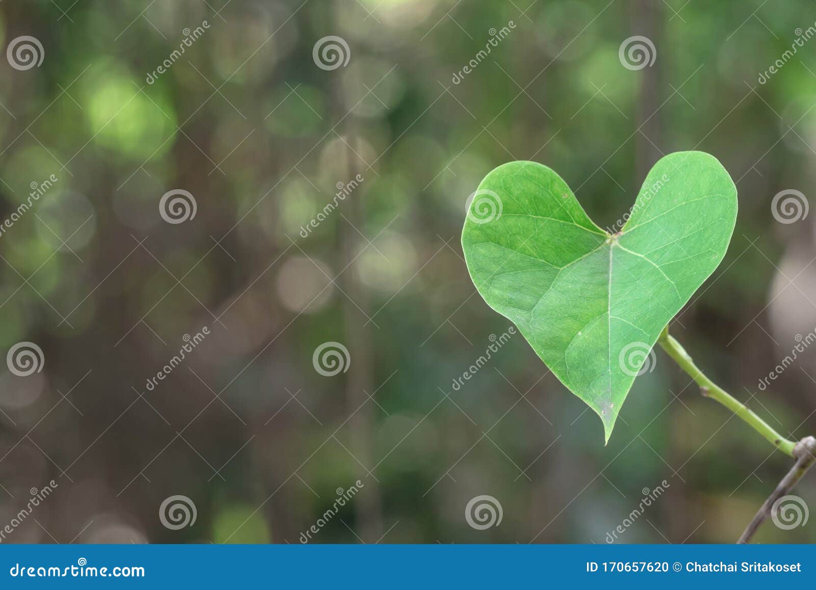 Heart Leaf Wild Ginger Asarum Canadense Royalty-Free Stock Image ...