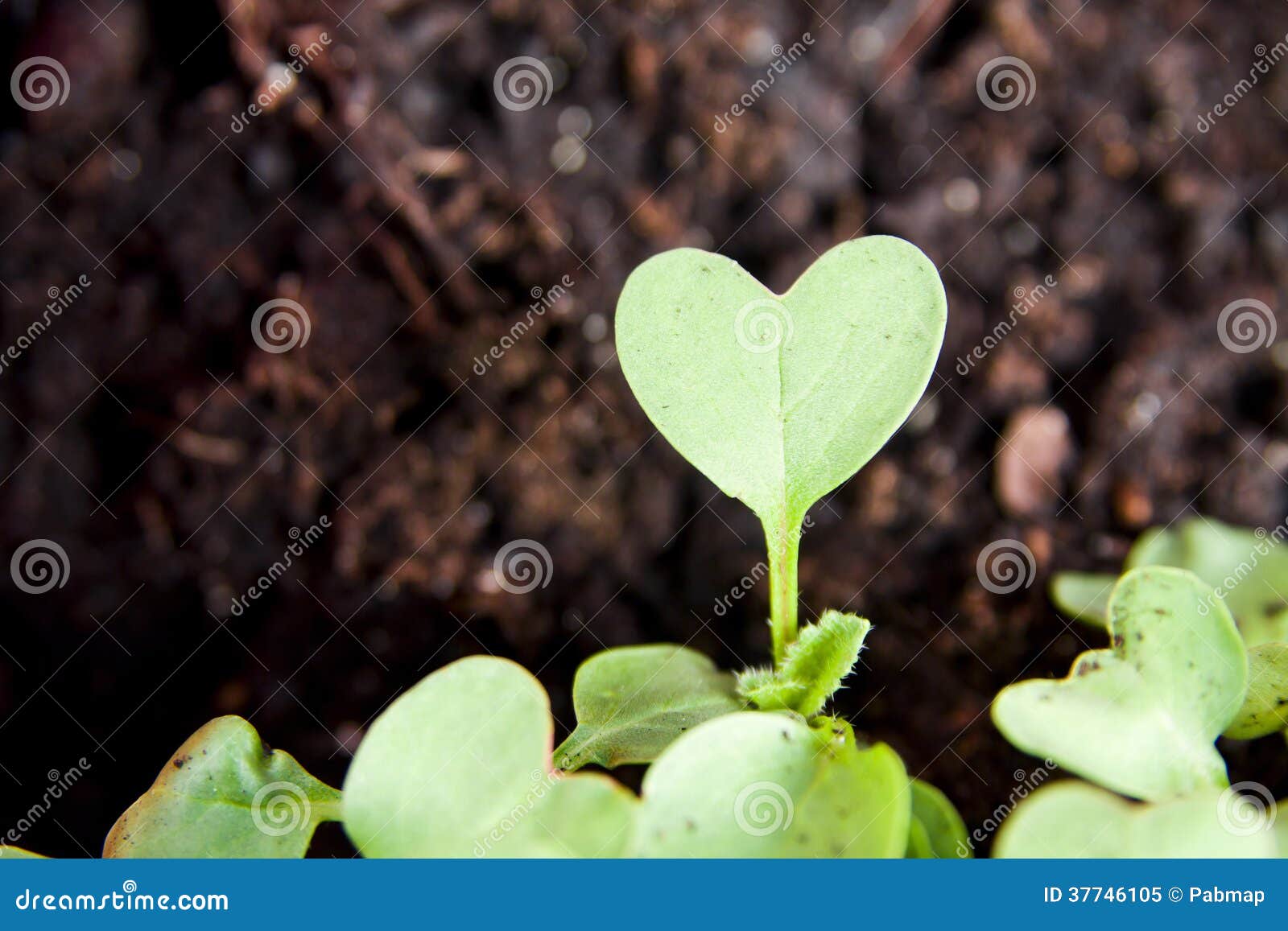 Green Heart Plant Sprouting in Garden Stock Image - Image of background ...