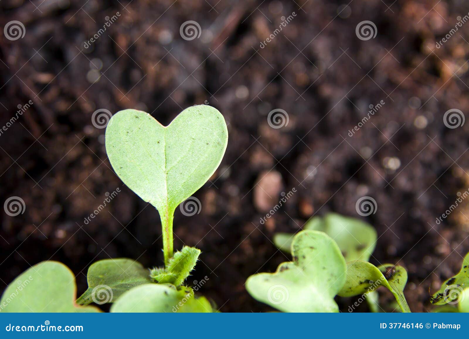 Green Heart Plant Sprouting in Garden Stock Photo - Image of floral ...