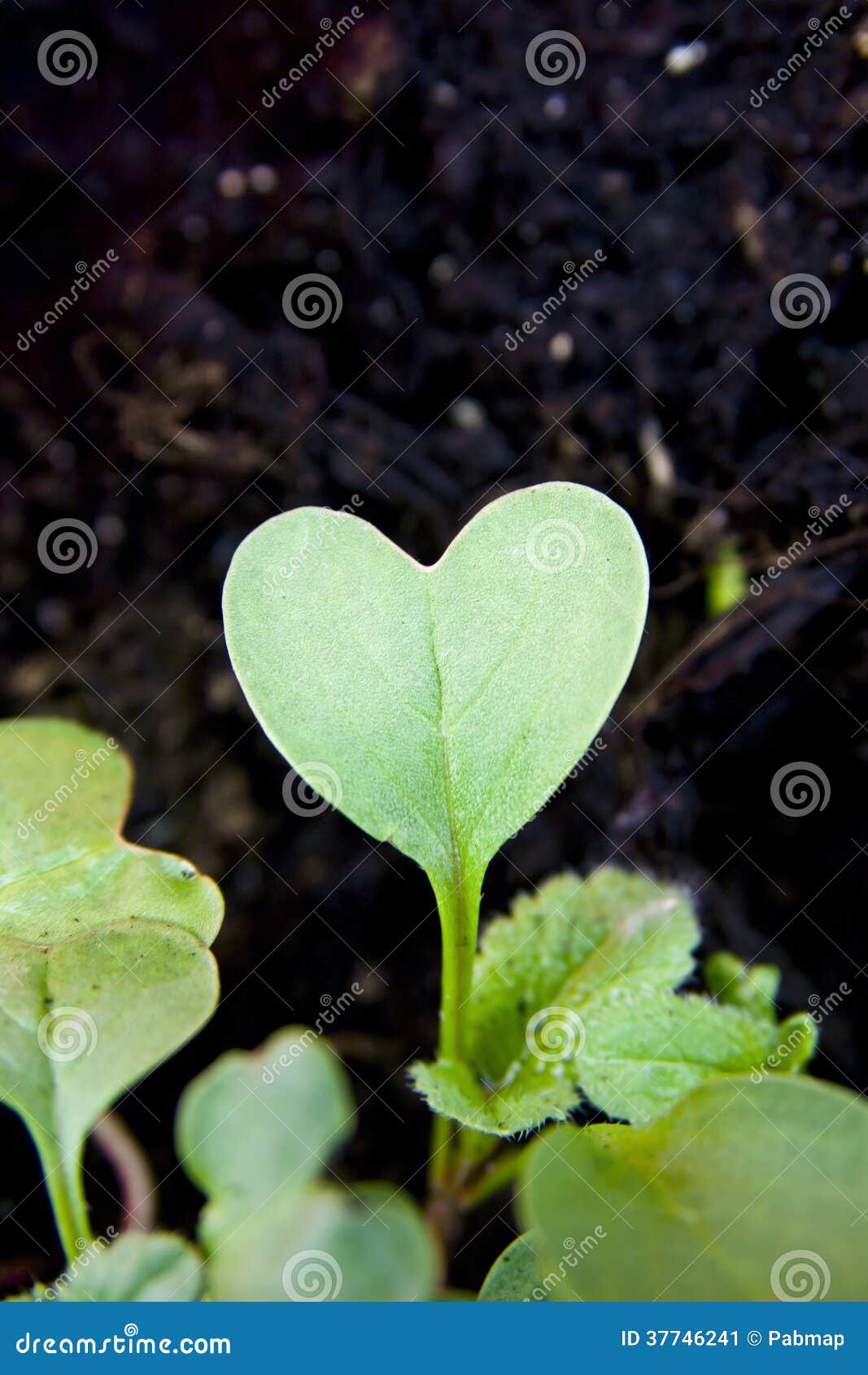 Green Heart Plant Sprouting in Garden Stock Image - Image of spring ...