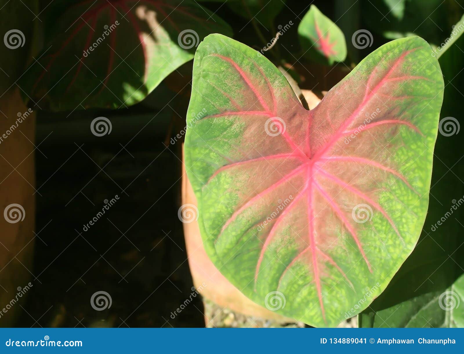 Green Heart Shape Leaf with Line Red in Center Stock Image - Image of ...