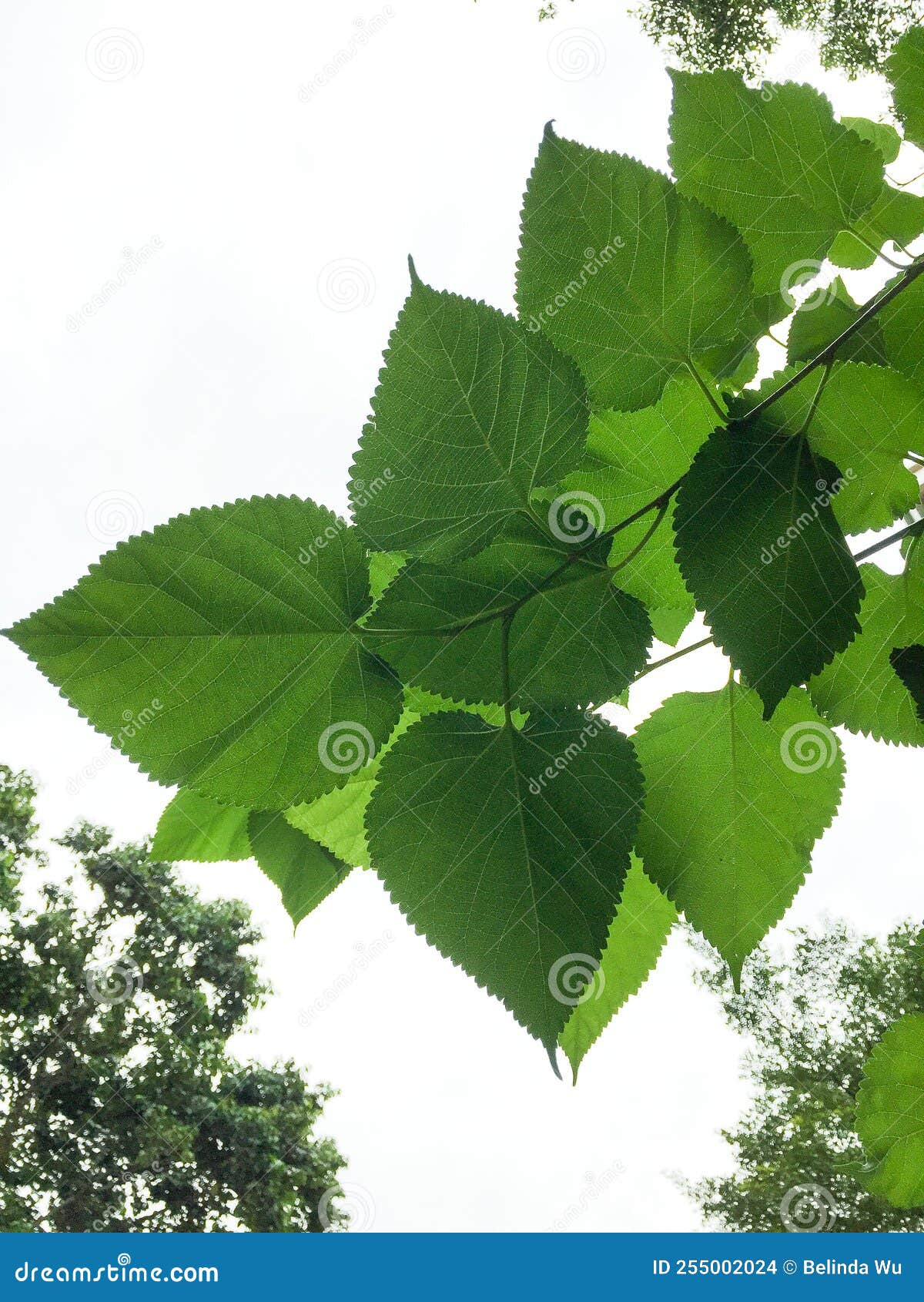 Linden tree stock photo. Image of green, circa, tree - 255002024