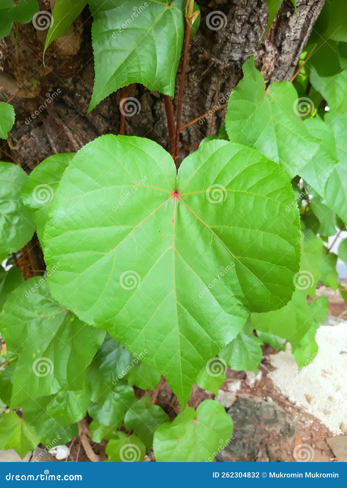 Green Heart-shaped Leaves on a Tree in the Tropics. Stock Photo - Image ...