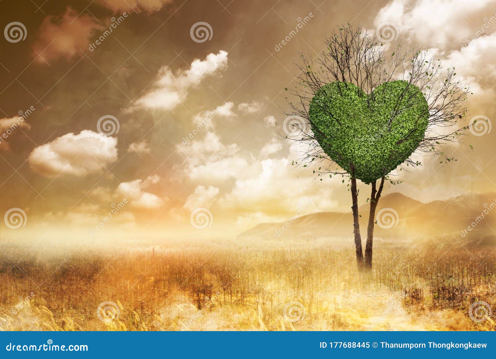 Green Heart Shaped Tree on the Forest Fire,burning Forest in the Smoke ...