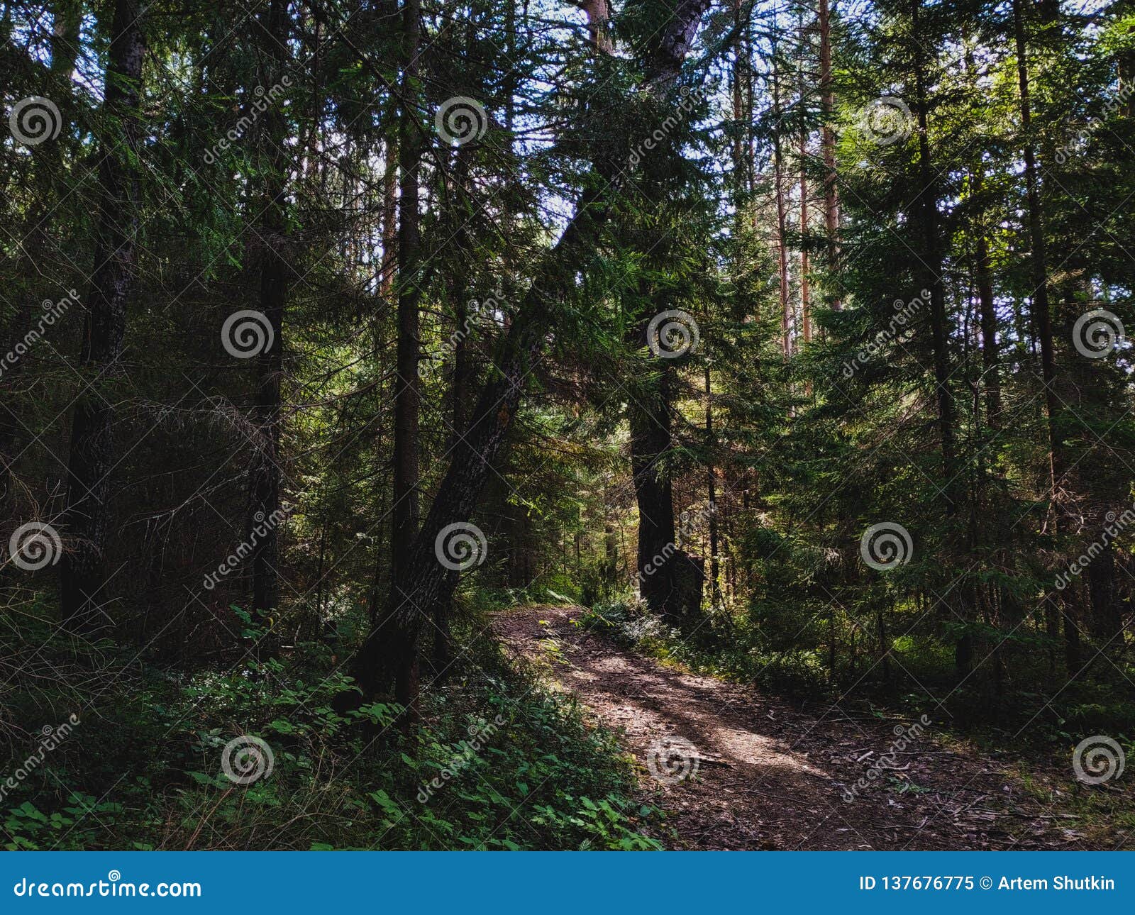 Green heaven stock image. Image of green, forests, forest - 137676775