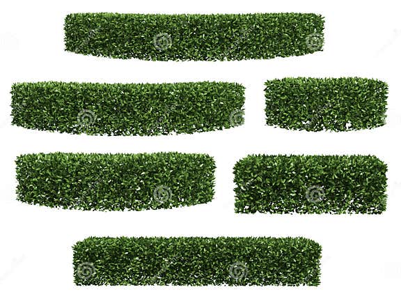 Green hedge stock illustration. Illustration of leaf - 13192082