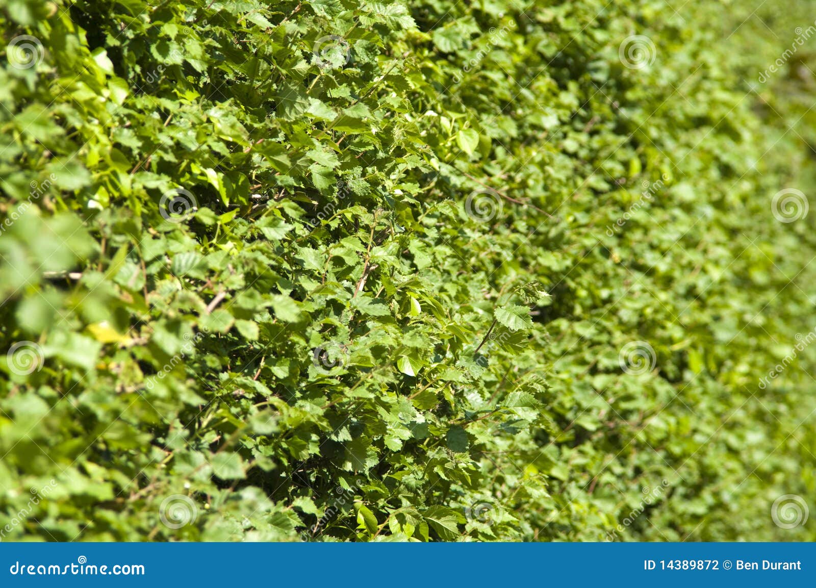 Green Hedge stock photo. Image of plant, bush, hedge - 14389872