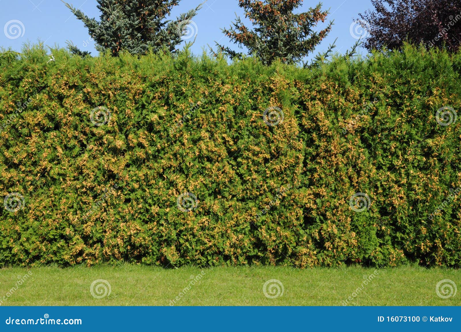 Green hedge stock photo. Image of enclosure, lawn, bush - 16073100