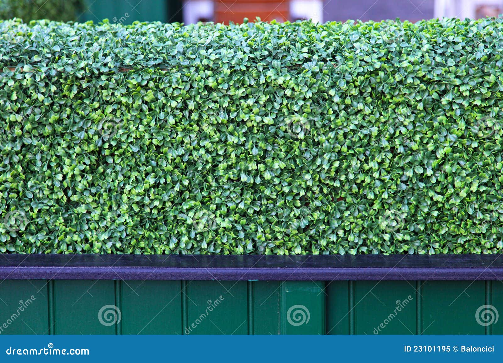 Green Hedge Or Plants Wall With Wood Plank Background Royalty-Free ...