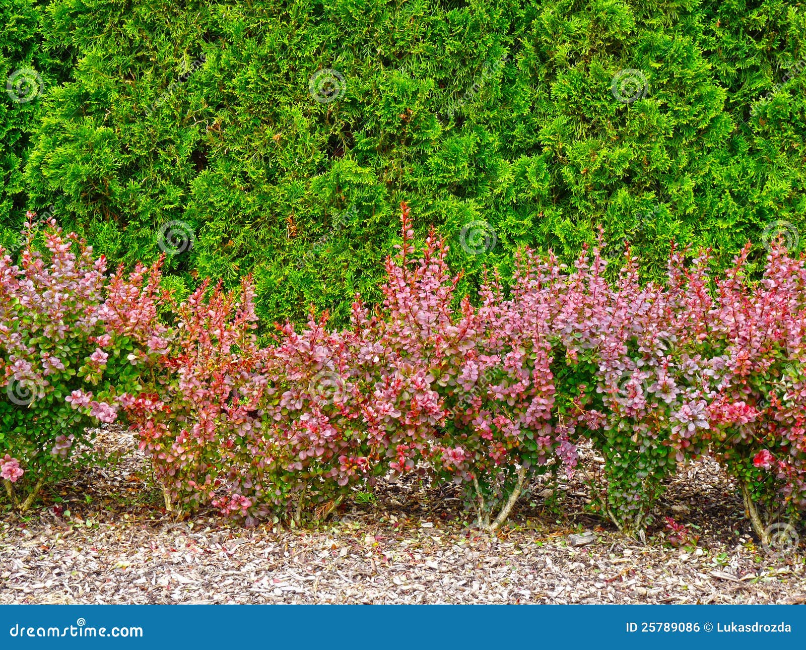 Green hedge stock photo. Image of artificial, protection - 25789086