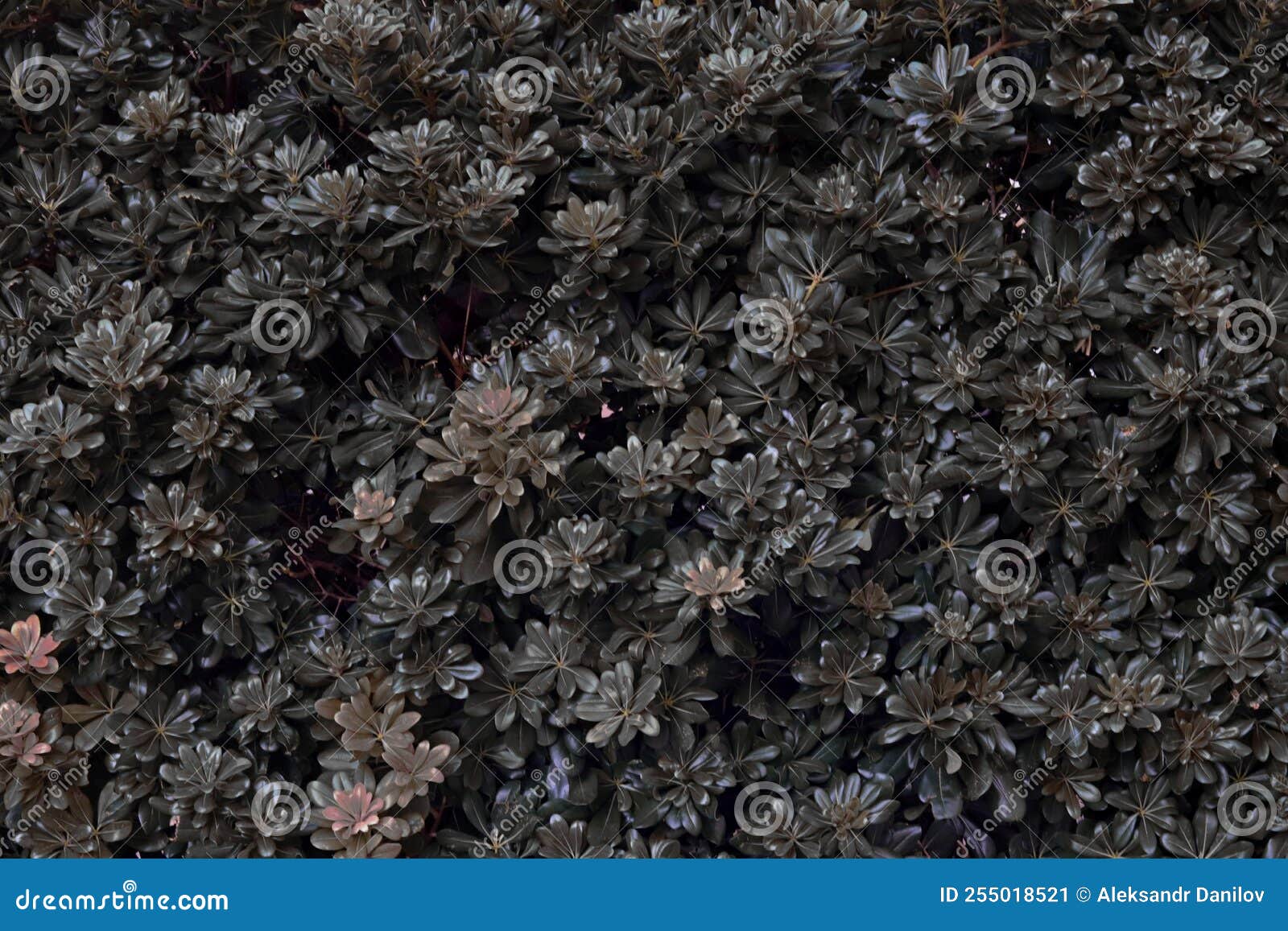 Green hedge background stock image. Image of summer - 255018521