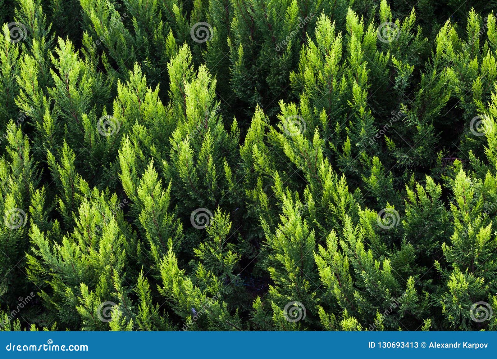 Green hedge background stock image. Image of beautiful - 130693413