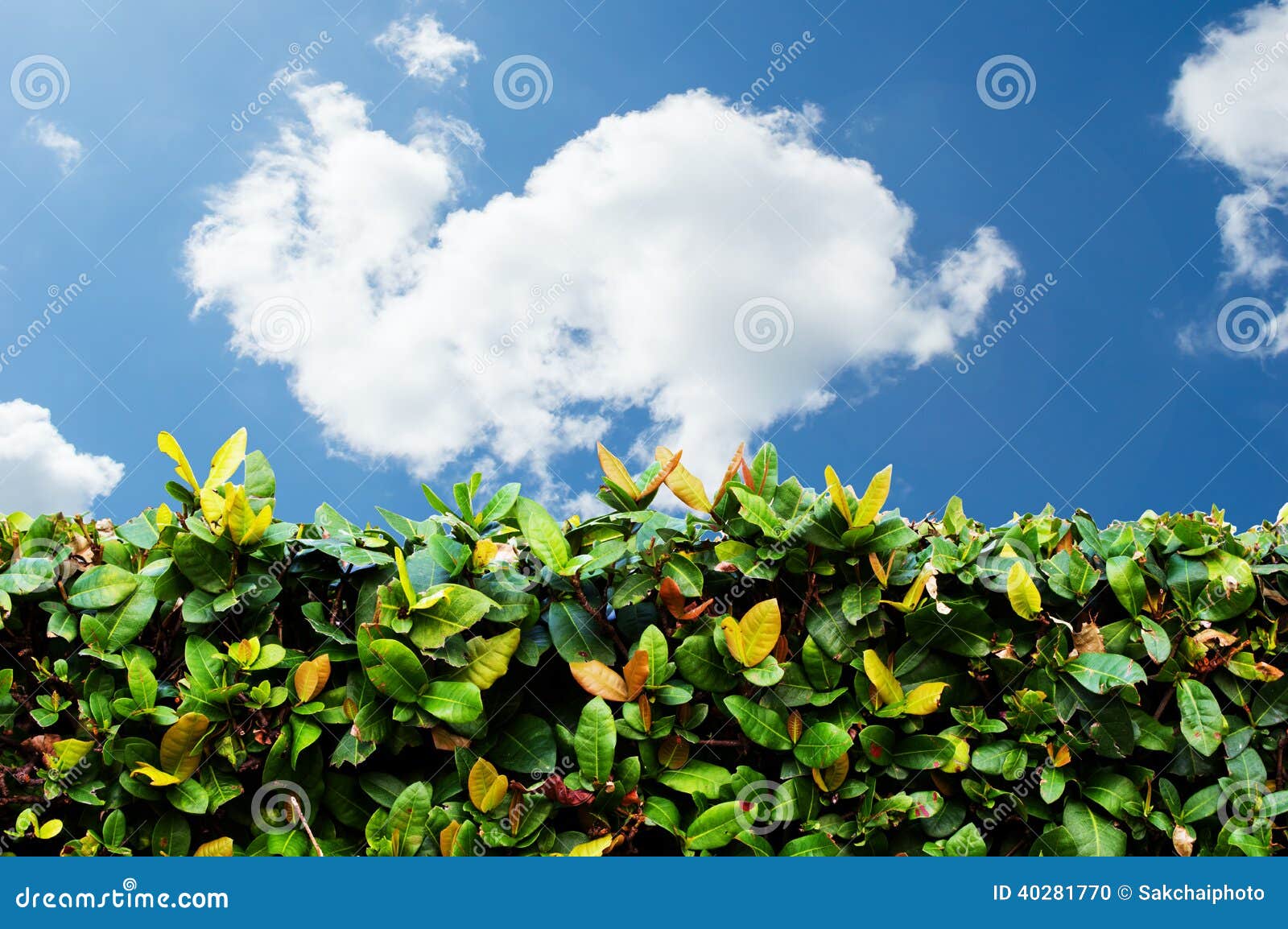 Green Hedge with Blue Sky and White Clouds Stock Photo - Image of ...