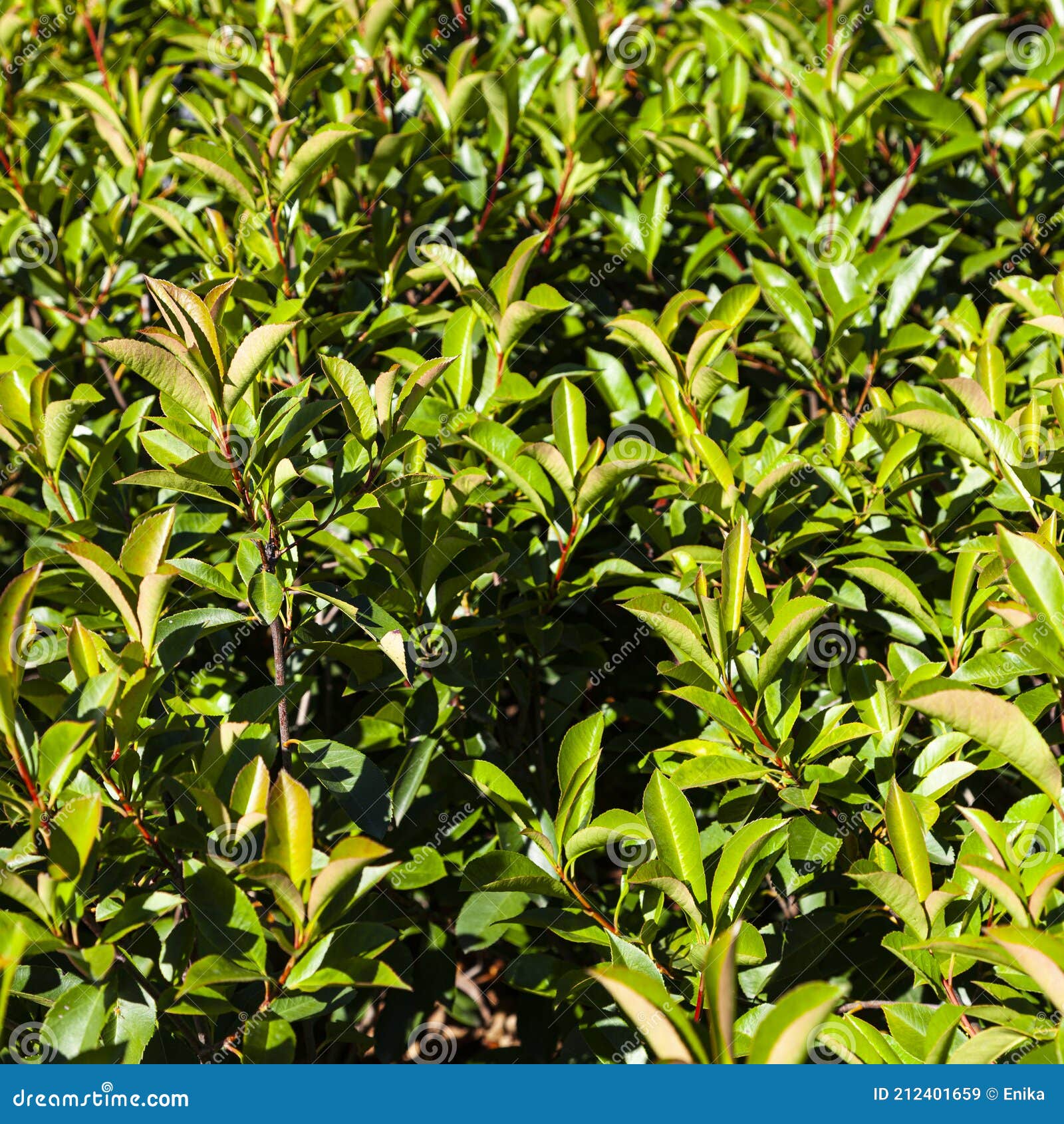 Green Hedge Close-up. Natural Background Stock Image - Image of closeup ...