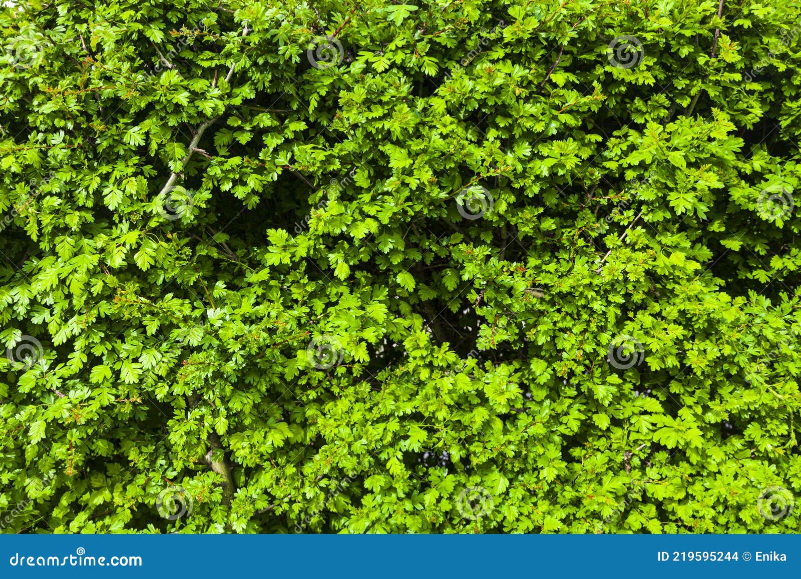Green Hedge Close-up. Natural Background Stock Photo - Image of garden ...