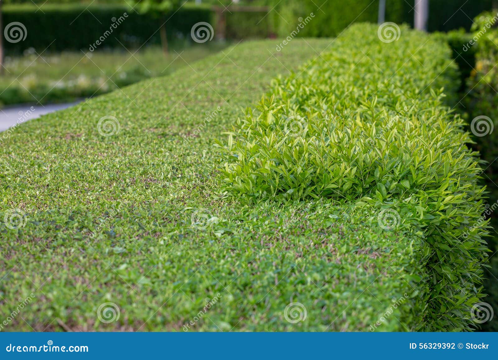 Green hedge stock photo. Image of closeup, leaves, close - 56329392