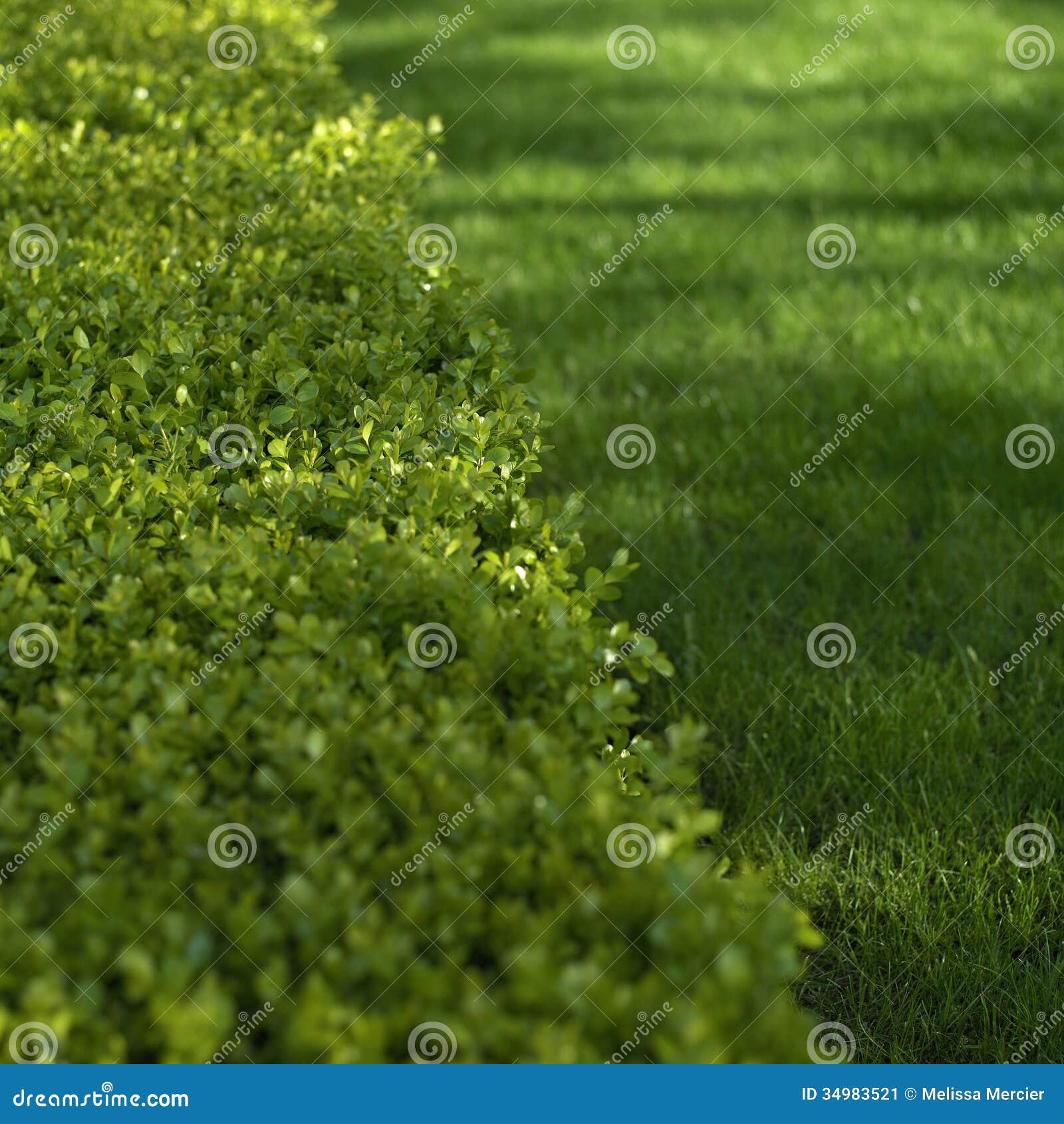 Green hedge closeup stock image. Image of foliage, detailed - 34983521