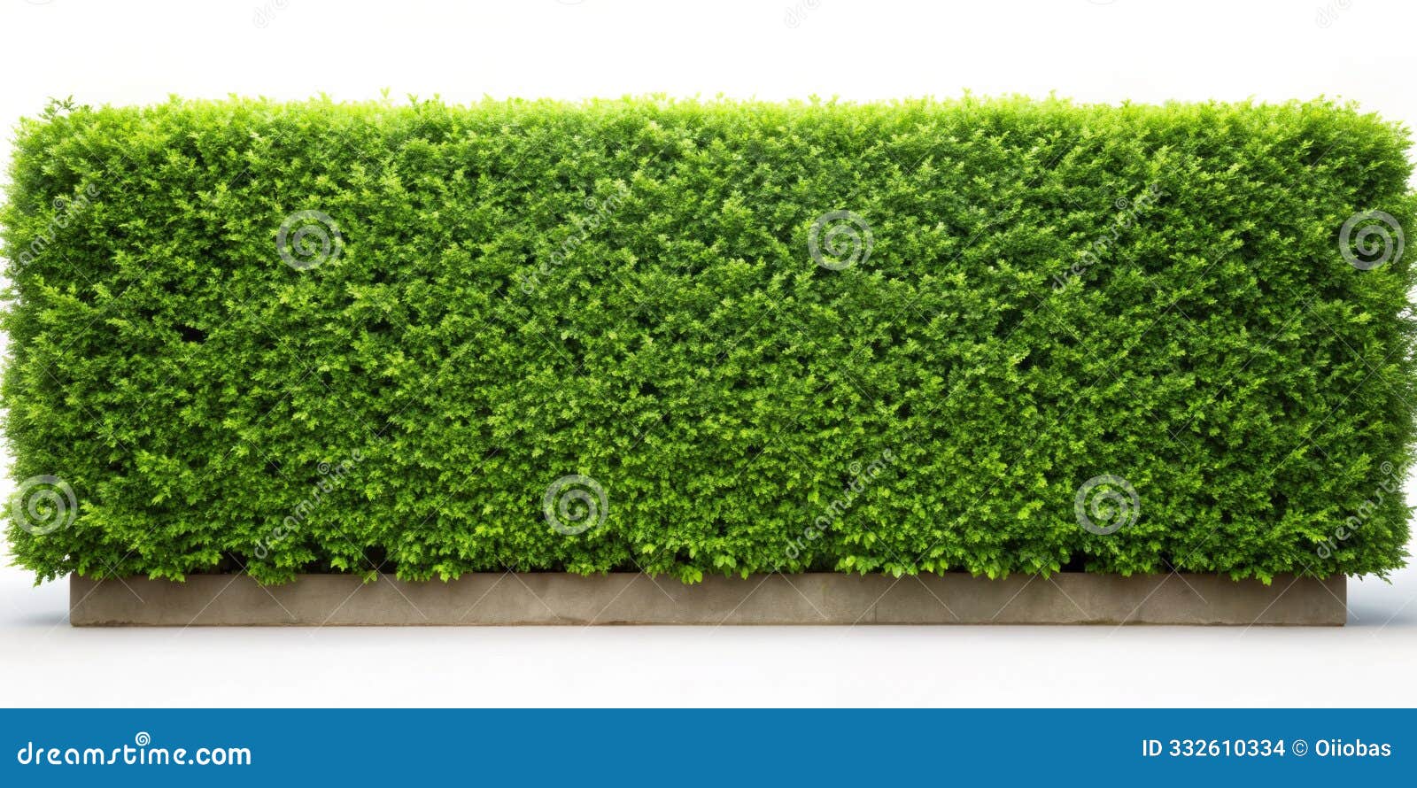 Green Hedge with Concrete Base - Isolated on White Background - Natural ...
