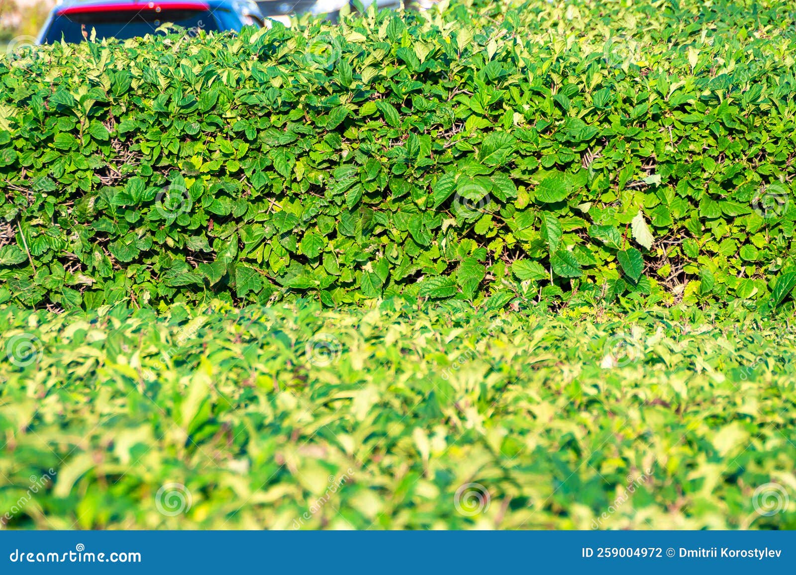 Green Hedge Cut in Different Levels or in Two Levels Stock Photo ...