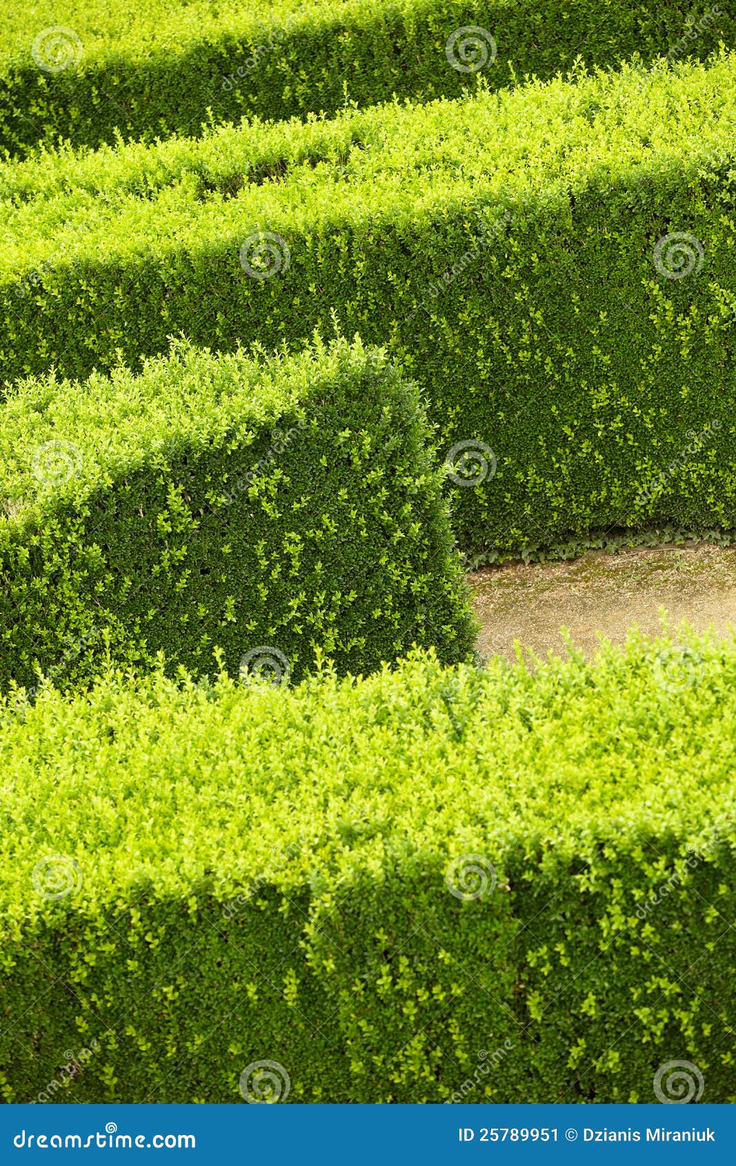 Green hedge flowerbed stock image. Image of style, labyrinth - 25789951
