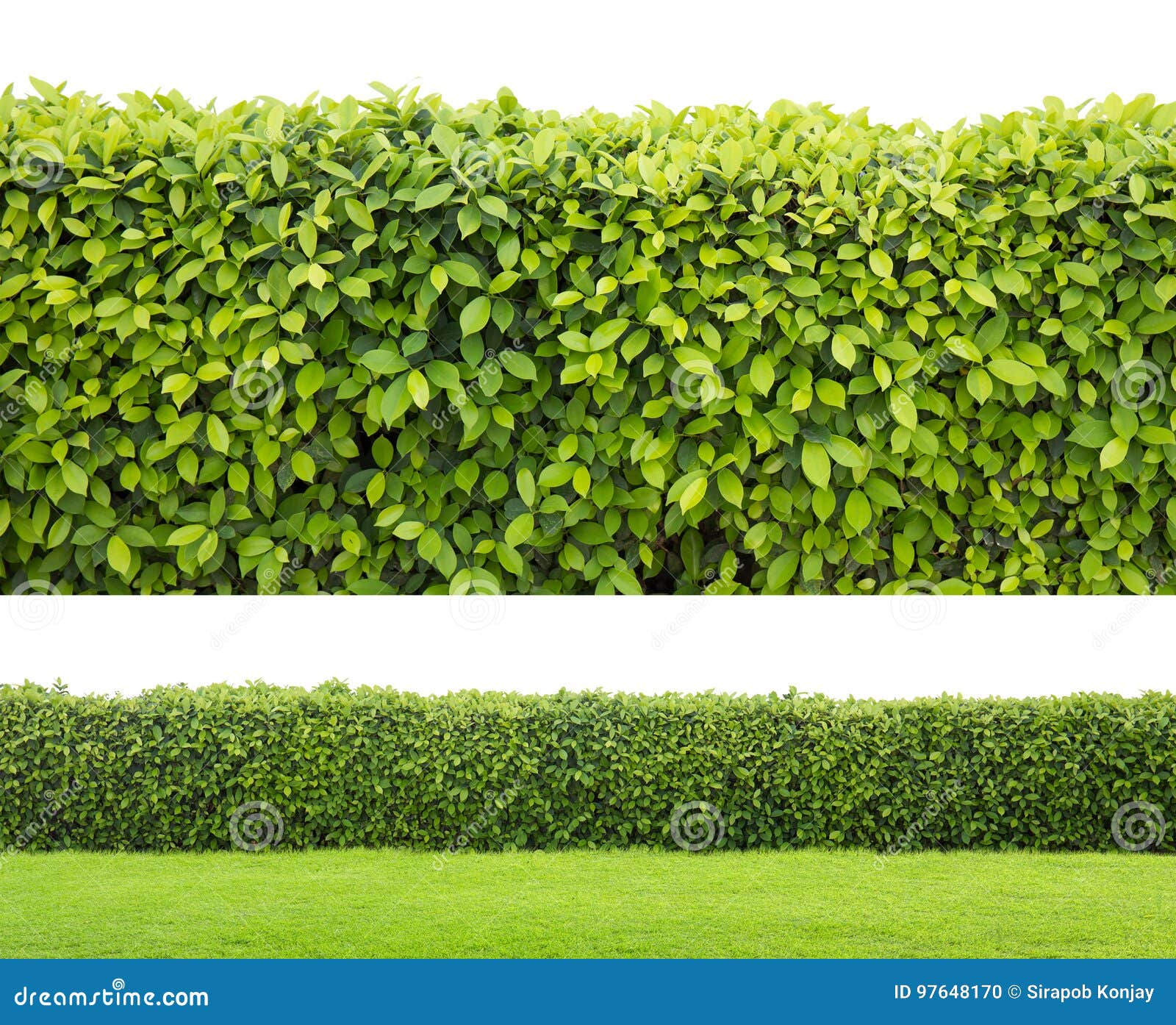 Green hedge isolated stock photo. Image of nature, isolated - 97648170