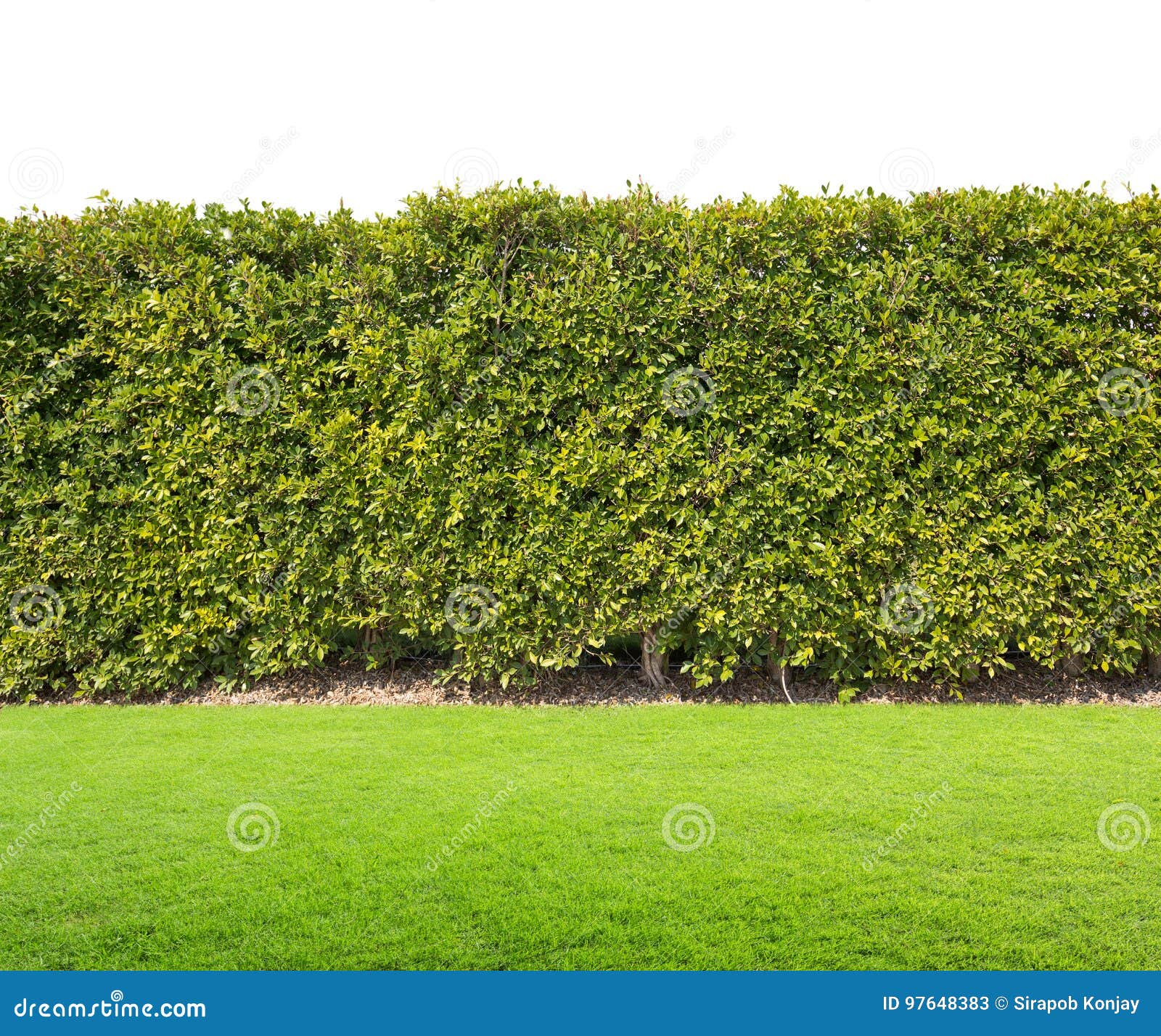 Green hedge isolated stock image. Image of fence, space - 97648383