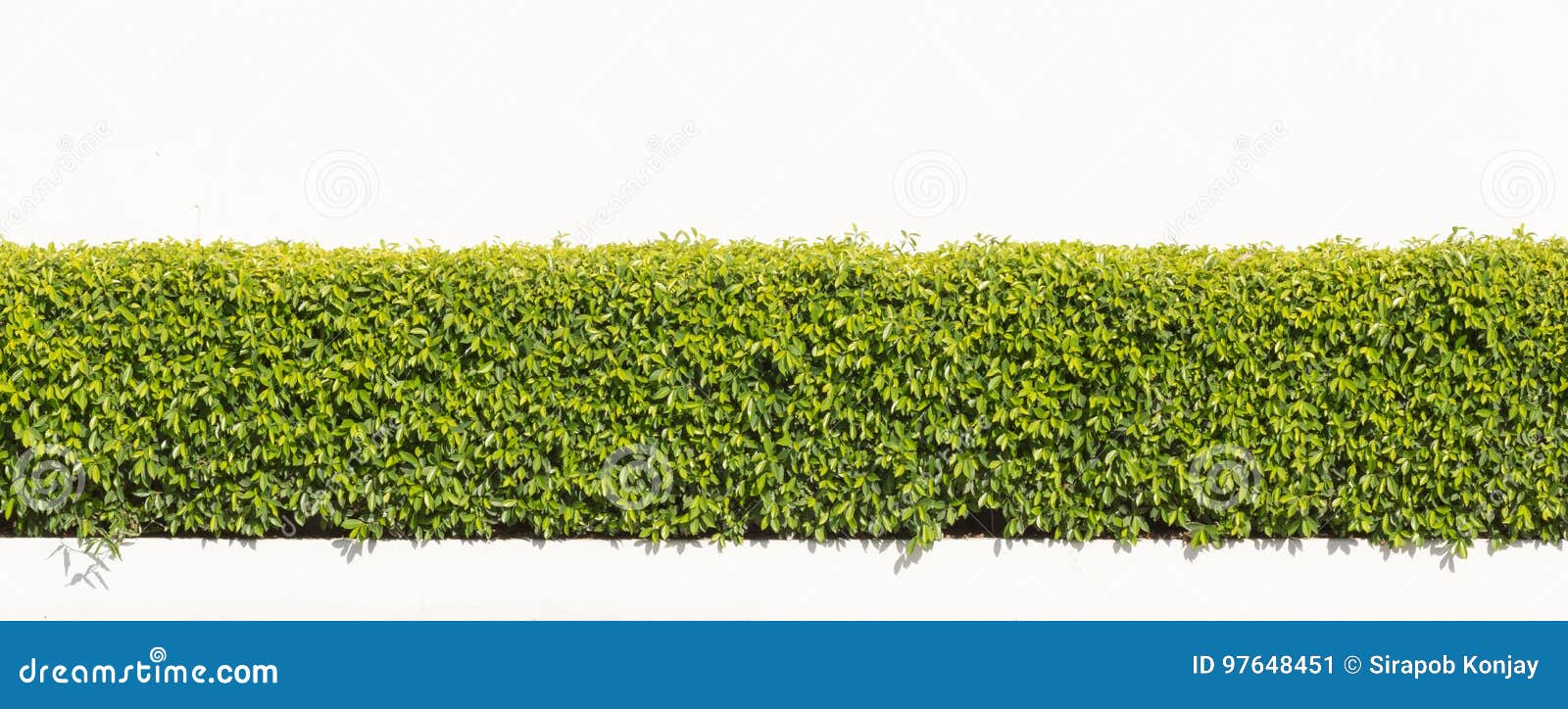 Green hedge isolated stock image. Image of field, length - 97648451