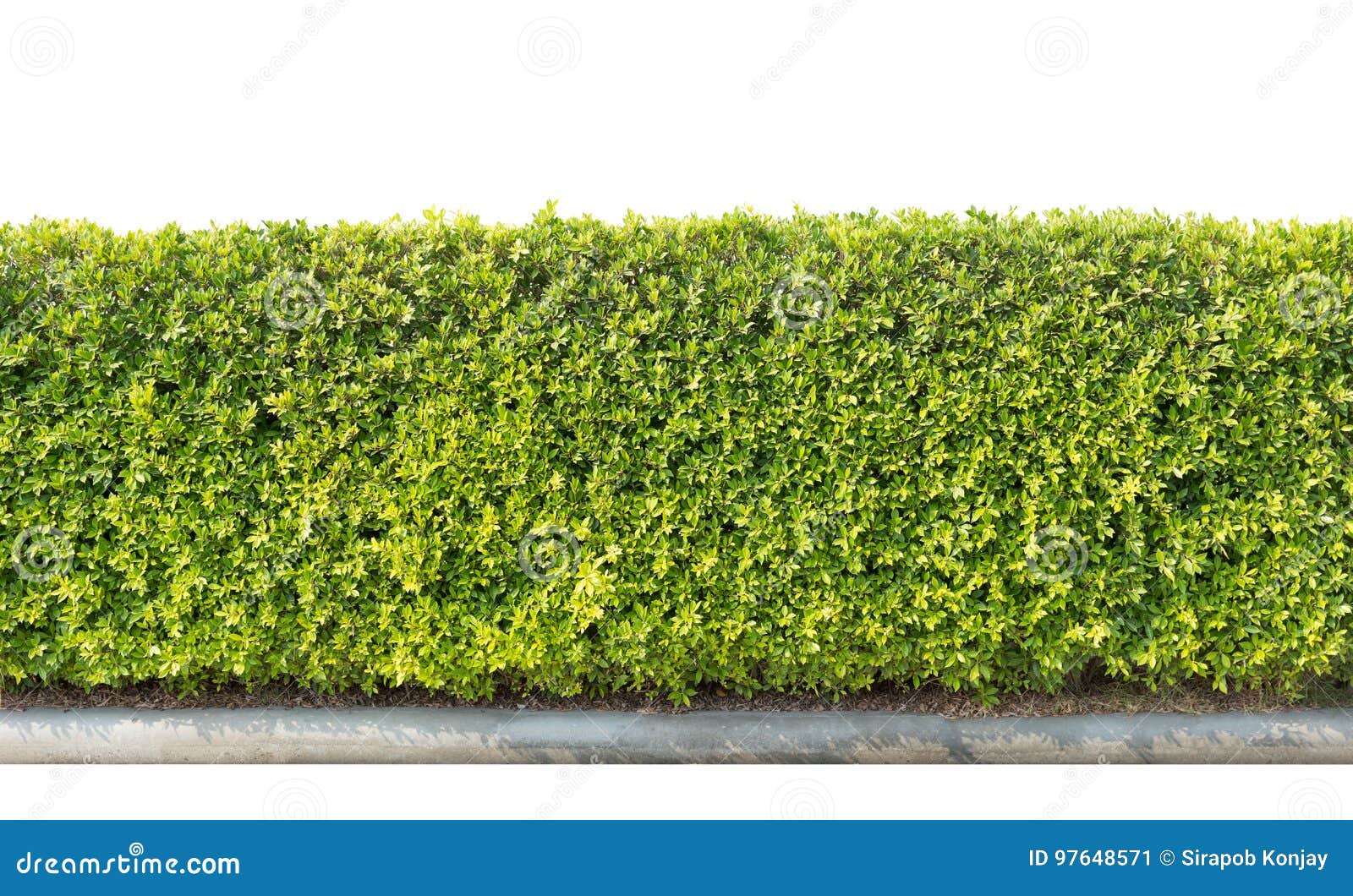 Green hedge isolated stock image. Image of outdoors, leafs - 97648571