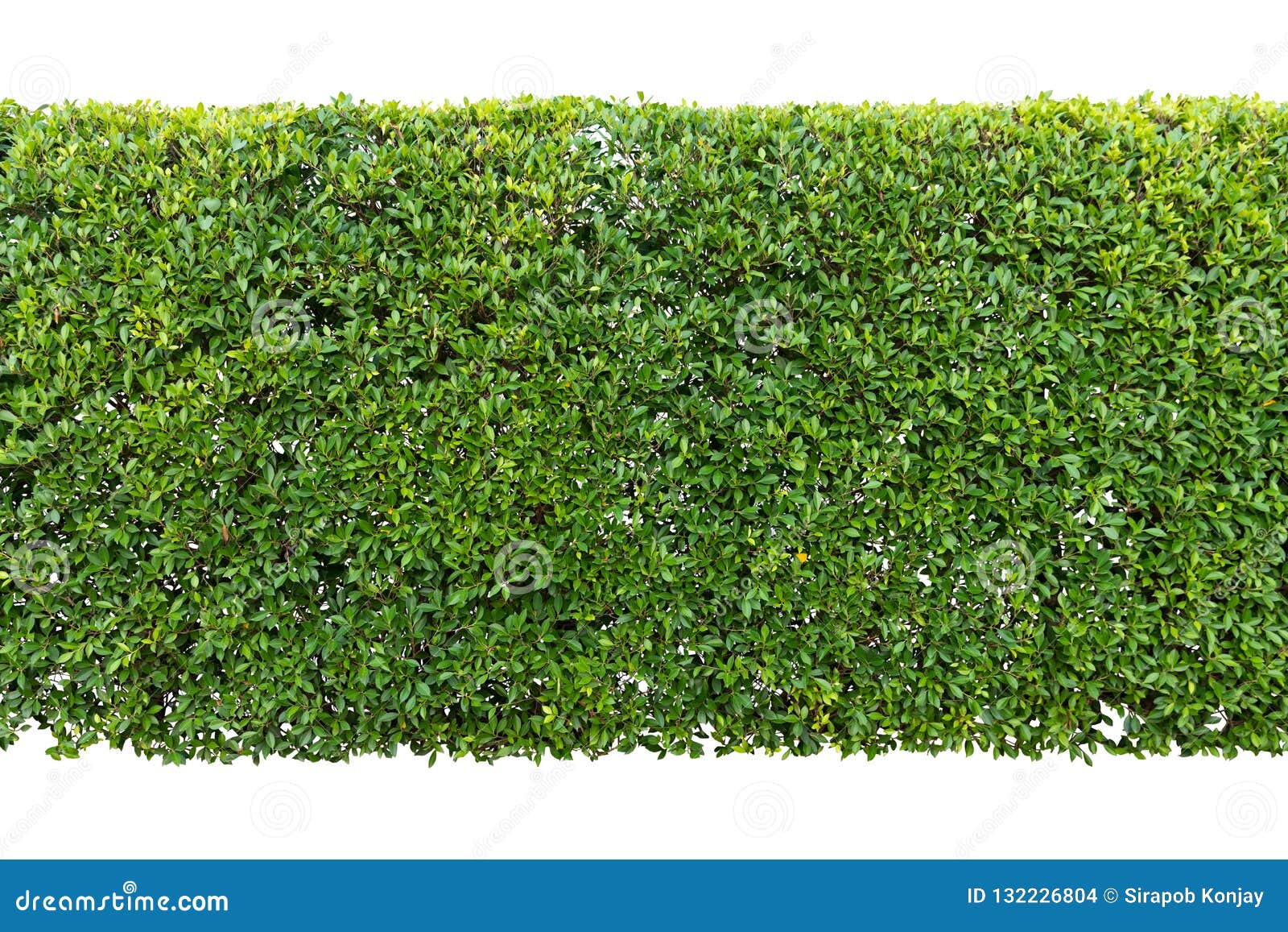 Green hedge isolated stock photo. Image of green, natural - 132226804