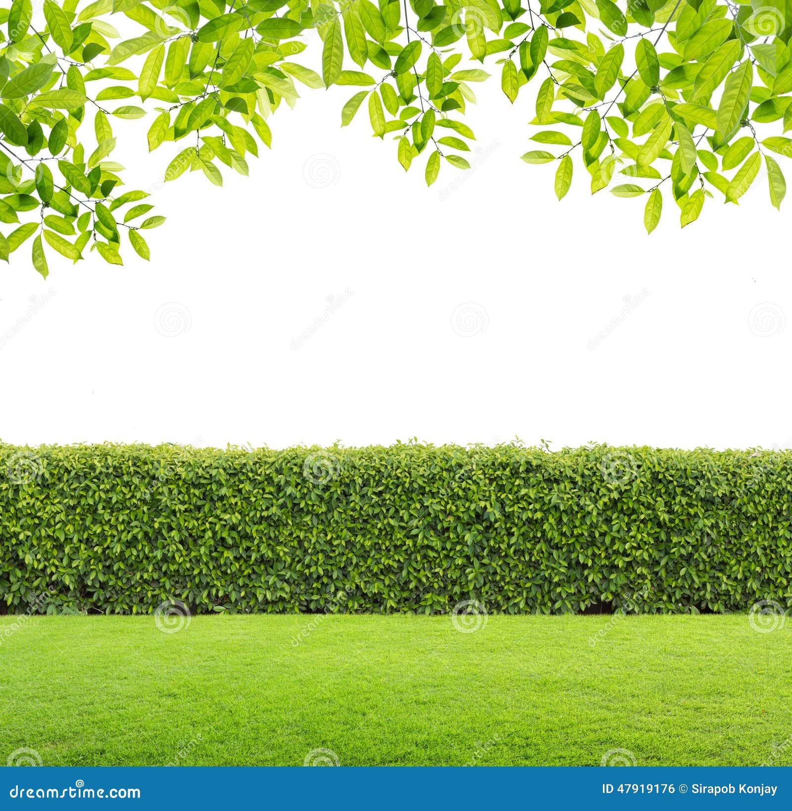 Green hedge stock photo. Image of length, bush, hedge - 47919176