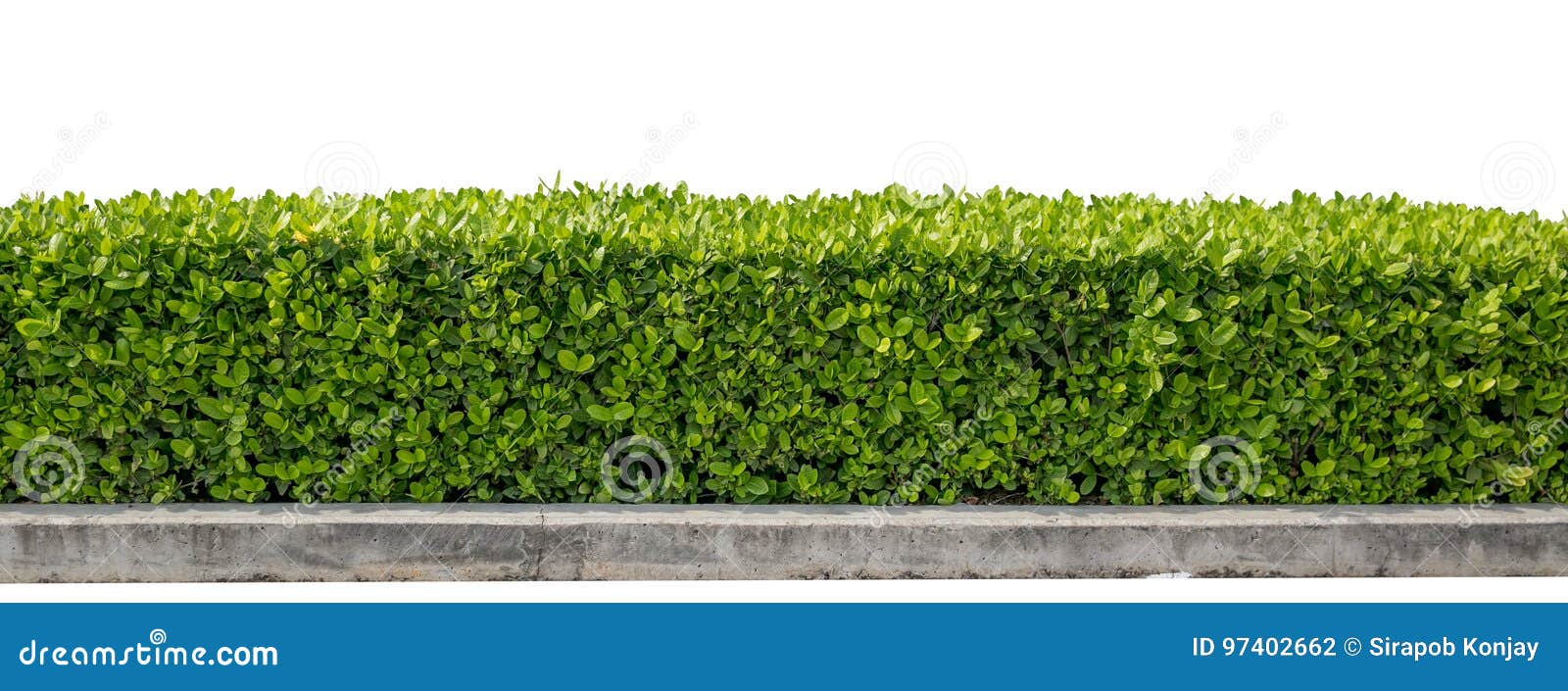 Green Hedge Wall Background Royalty-Free Stock Photo | CartoonDealer ...