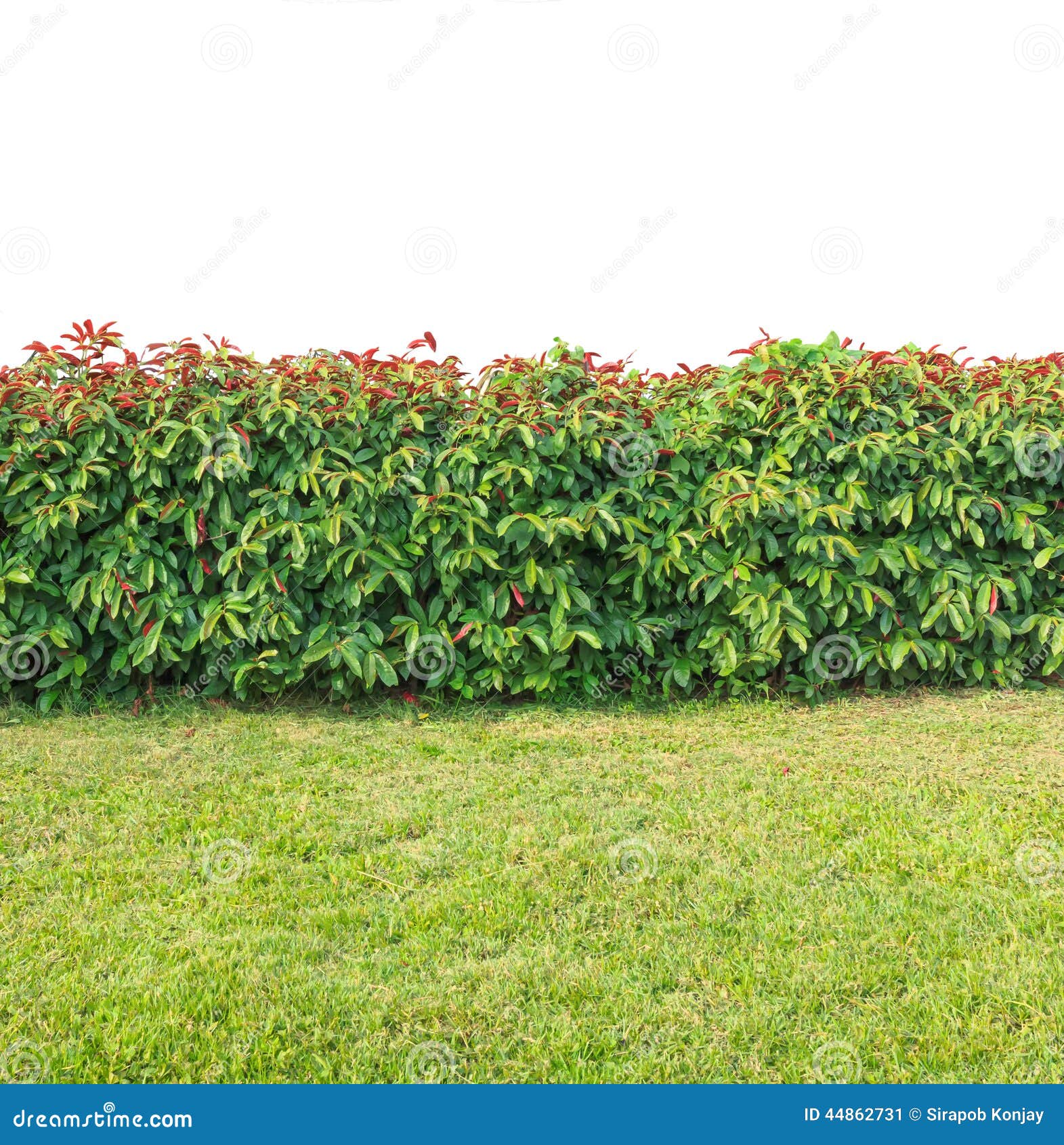 Green hedge stock image. Image of nature, lawn, grass - 44862731