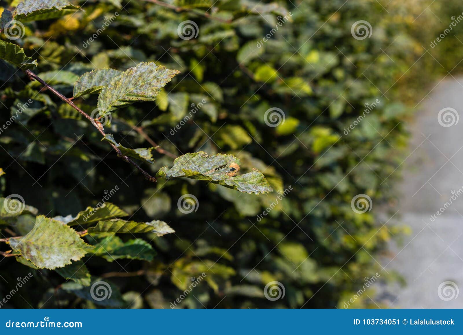 Green Hedge Outdoor Side View Background Stock Image - Image of ...
