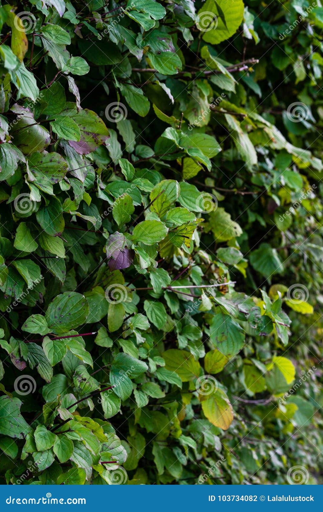Green Hedge Outdoor Side View Background Stock Photo - Image of hobby ...