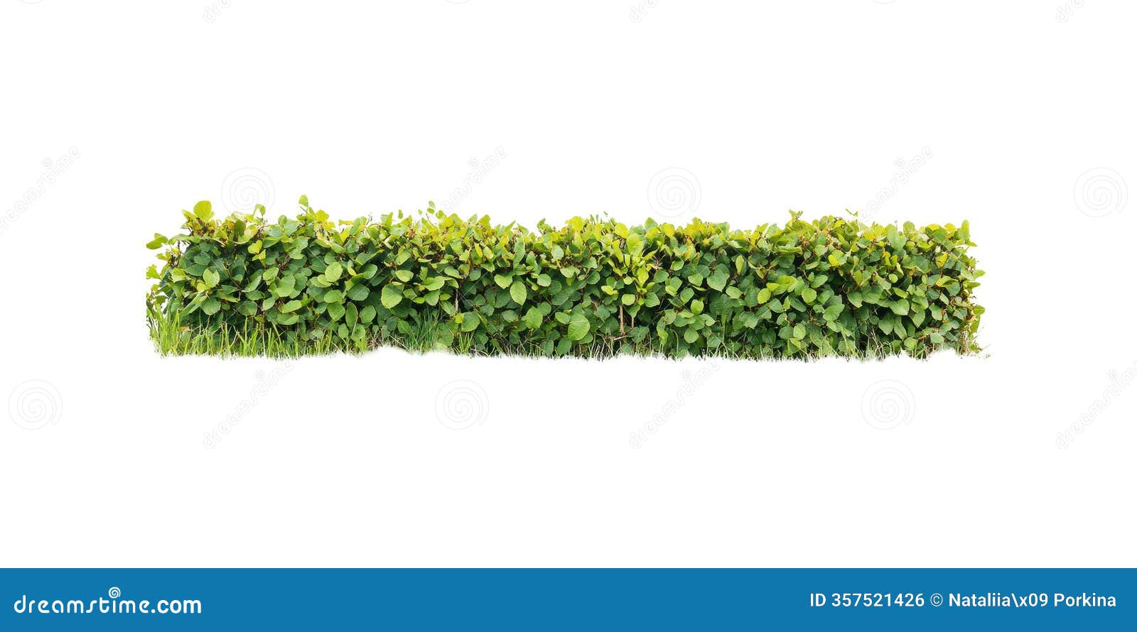 Green Hedge Row with Dense Leaves Isolated on Transparent Background ...