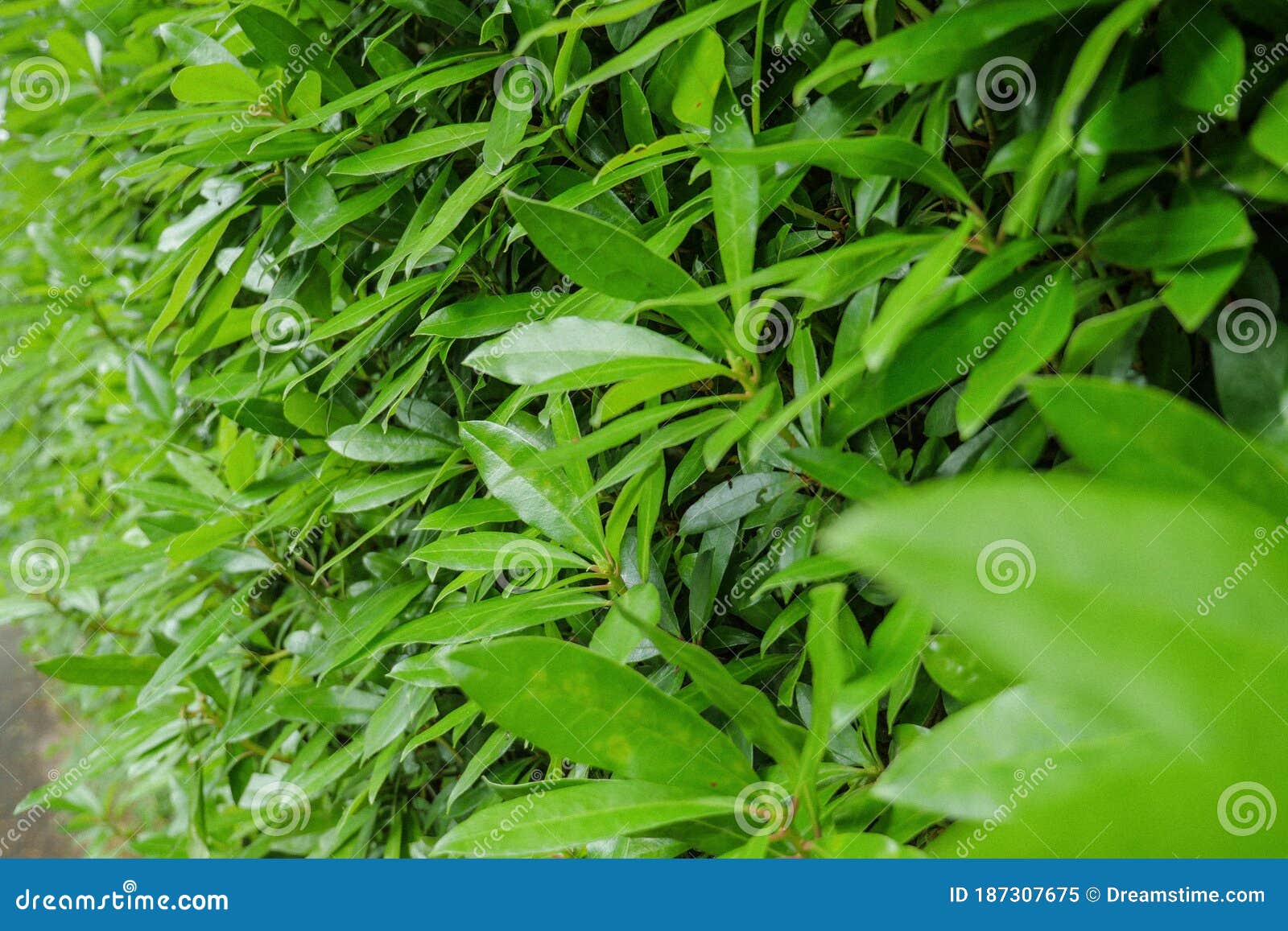 Green Hedge, Scotland Europe Stock Image - Image of nature, road: 187307675